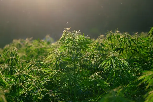 Firmenhalle voll mit Marihuana: Bezirk Güssing: Drei Männer verkauften ...