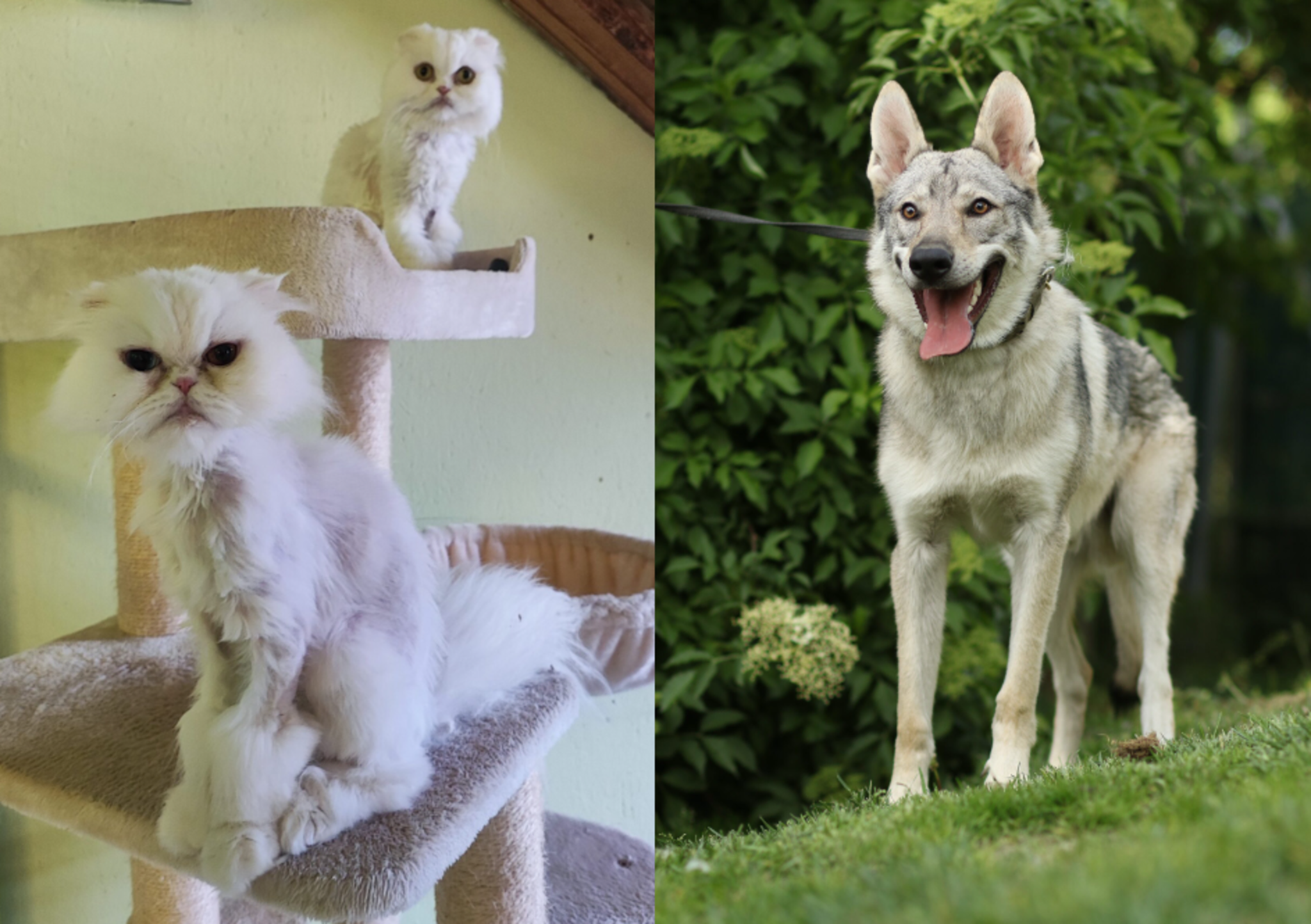 Vermittlungstiere: Luna & Stella und Miyu suchen liebevolles Zuhause ...
