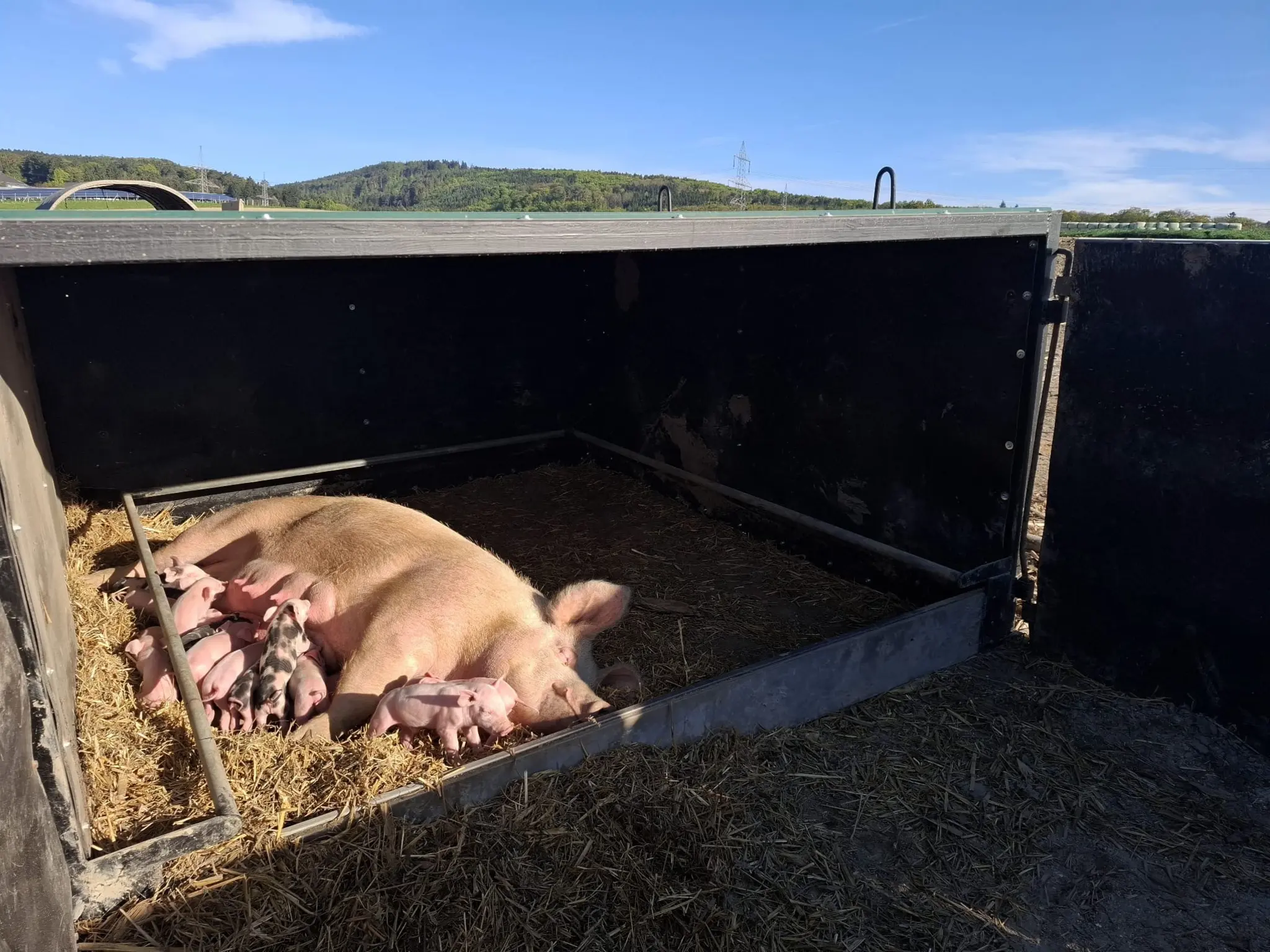 Causa Hubmann Schweine: Bürgermeister Gratzl weist Anzeige gegen ...
