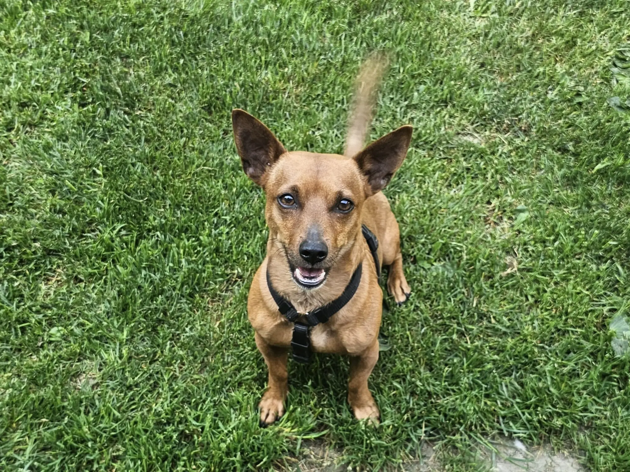 Anhänglich und loyal: Chihuahua-Pinscher-Mischling „Lucky“ sucht sein ...