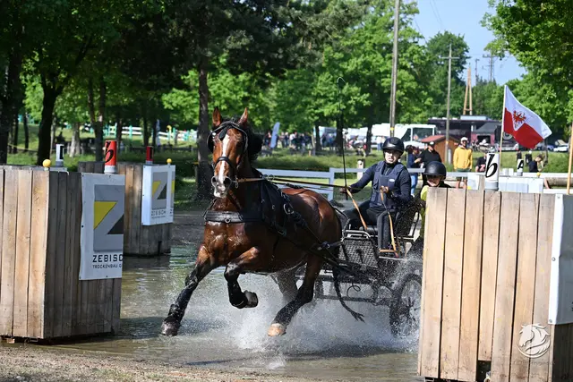 URFV Bad Ischl: Anja Stingl feiert große Fahrsport-Erfolge mit ihren ...