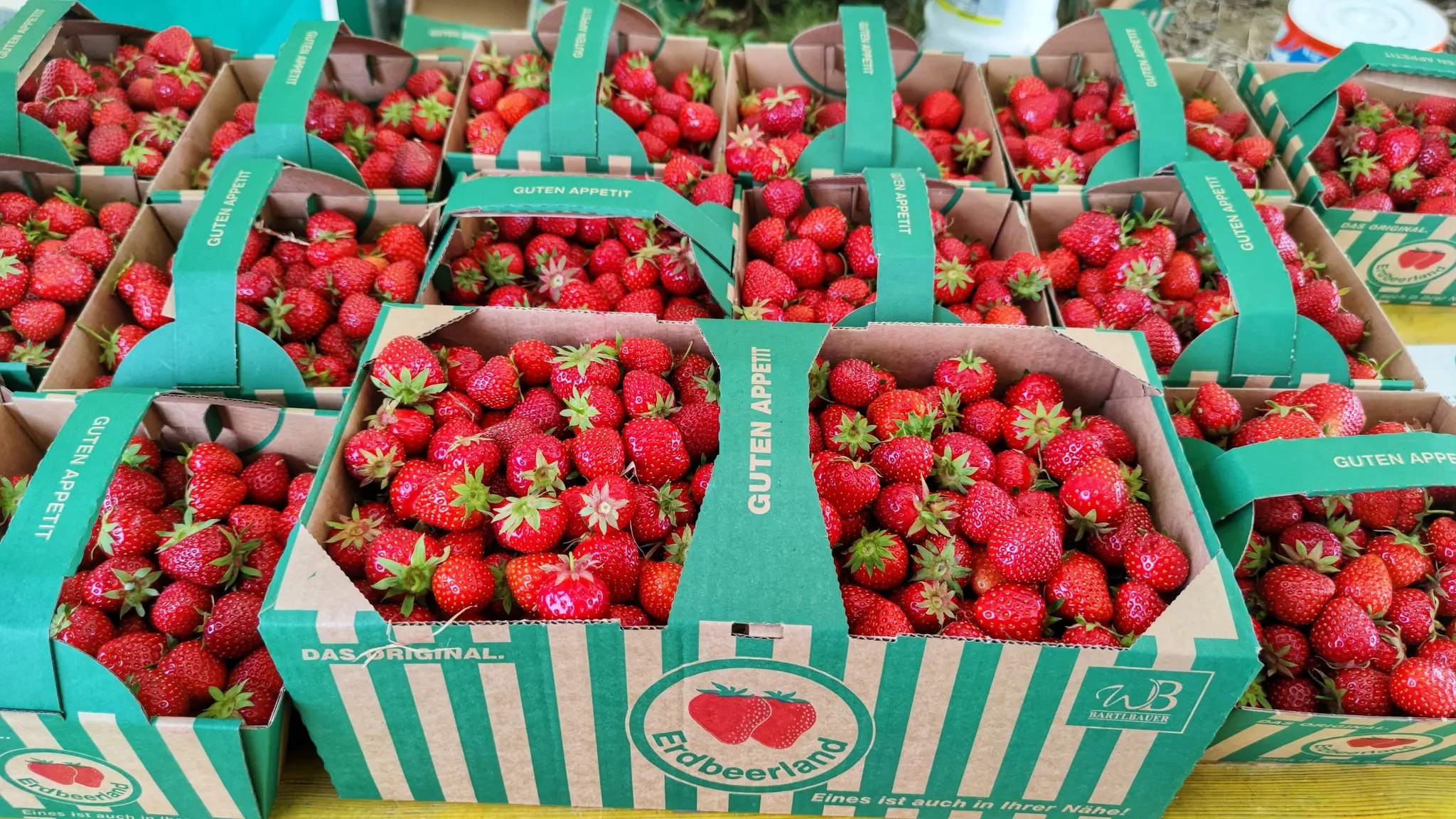 Hauptsaison Erdbeerfelder in GU-Süd gestartet: Gössendorf, Grambach und ...