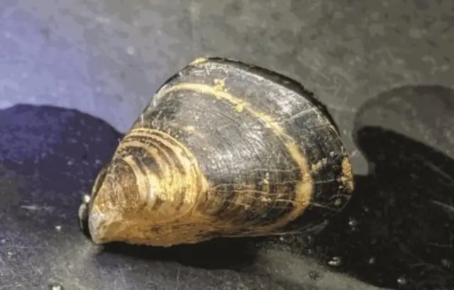 Verletzungsgefahr: Diese Muschel schlitzt in den heimischen Seen nicht ...