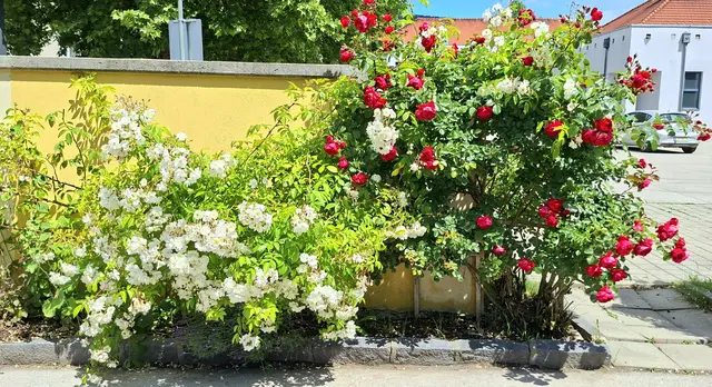 Buntgemischtes aus Kärnten - St. Veit
