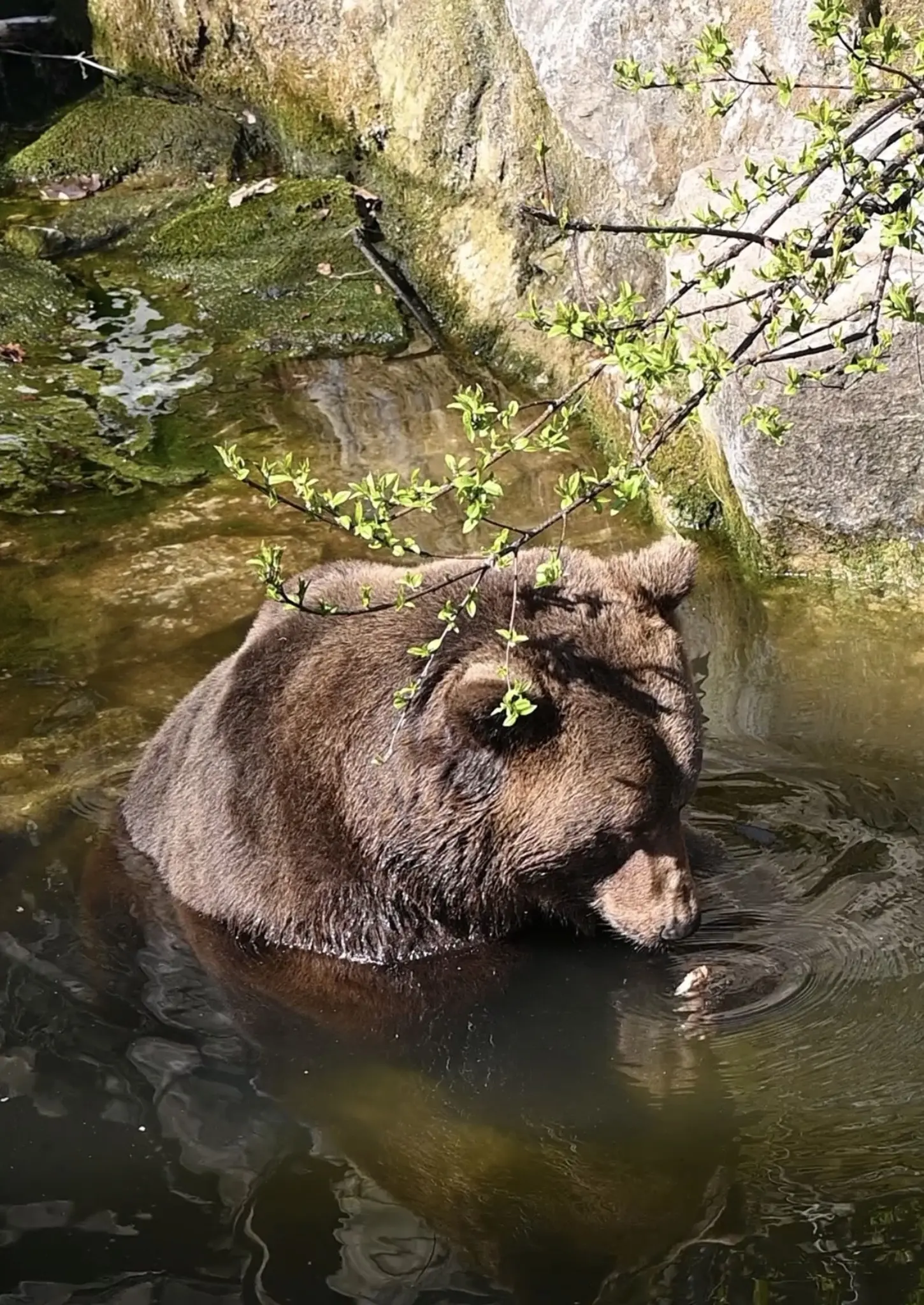 Alpenzoo Innsbruck: Abkühlung für Mensch und Tier im Alpenzoo - Innsbruck