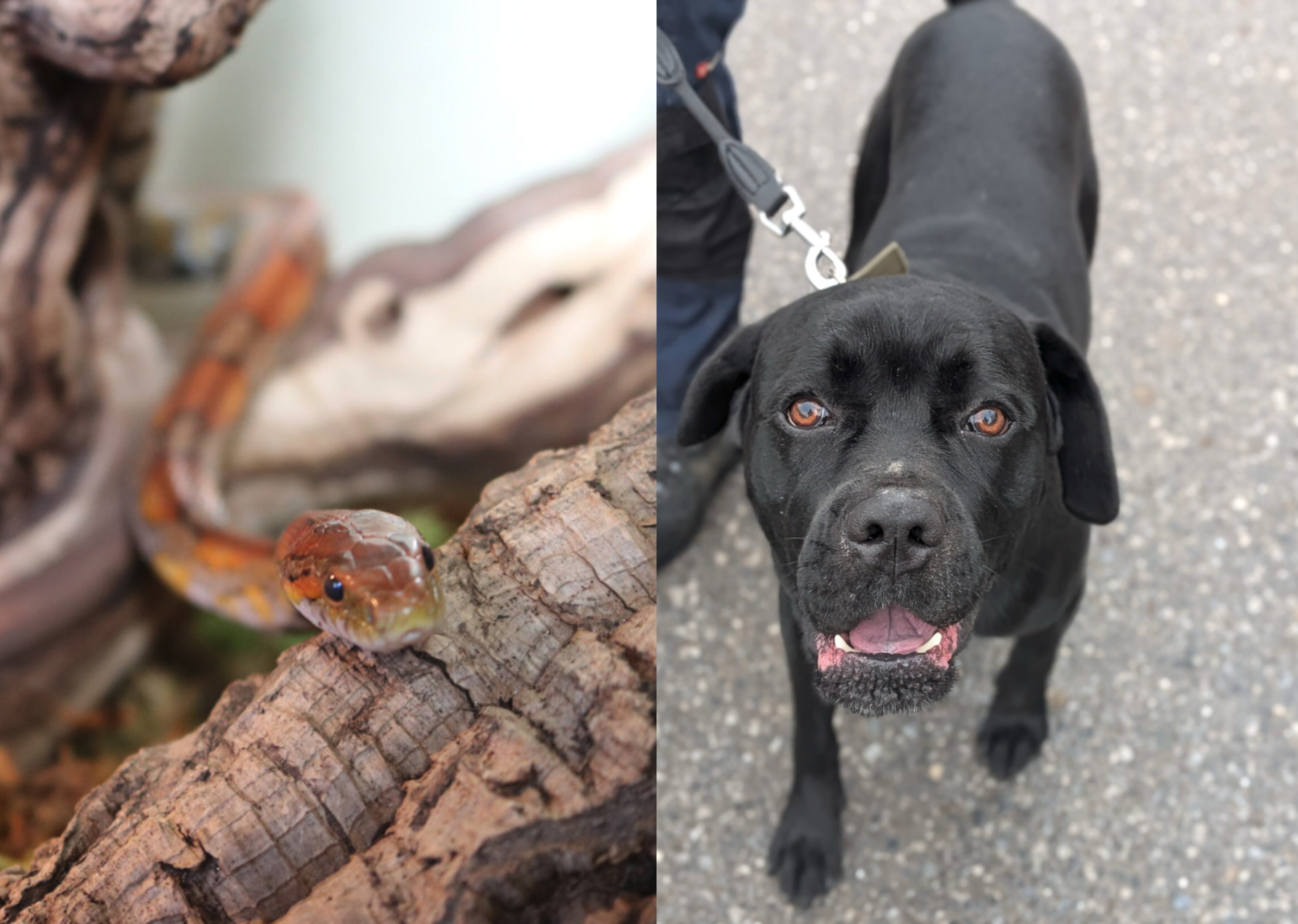 Vermittlungstiere: Helene, Appa und Kevin suchen liebevolles Zuhause ...