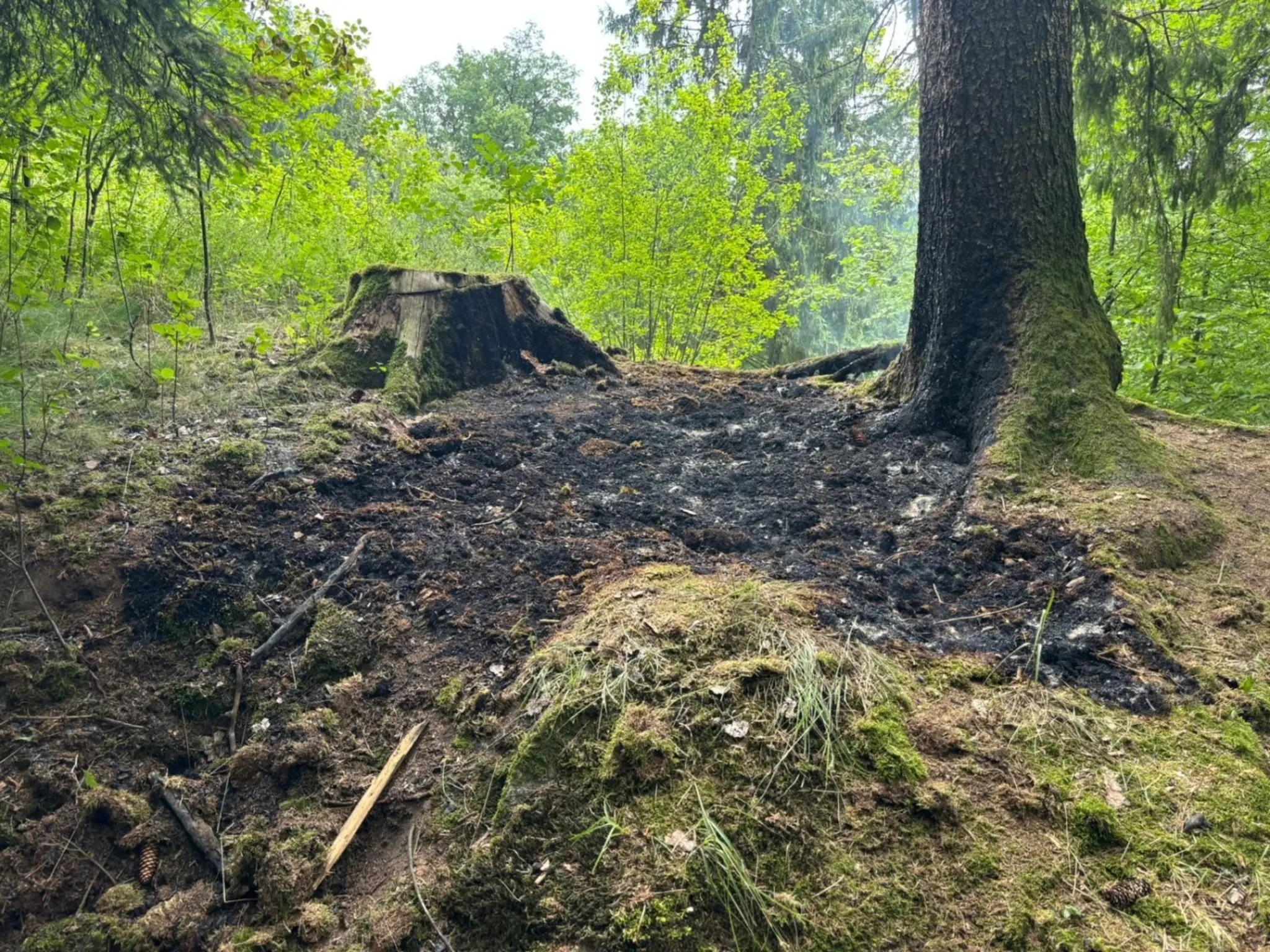Waldbrand in Gopperding: Feuerwehr St. Florian verhindert Schlimmeres ...