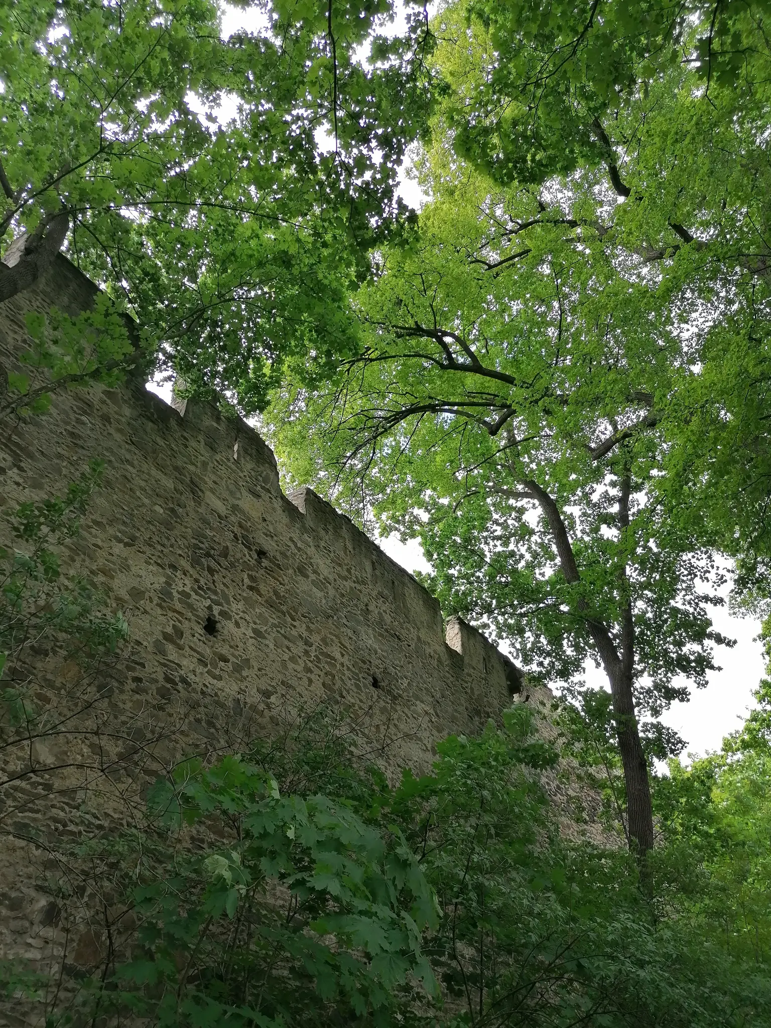 Kräuterwanderung „Kräuter von Bürgern, Bader und Hexen“