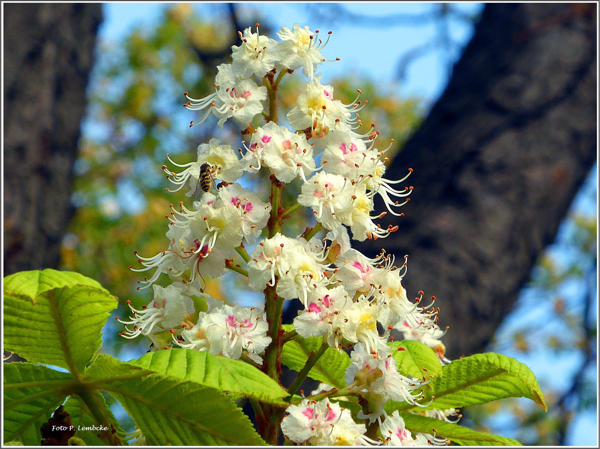 Ein Kastanienbaum blüht voll wie im Frühling