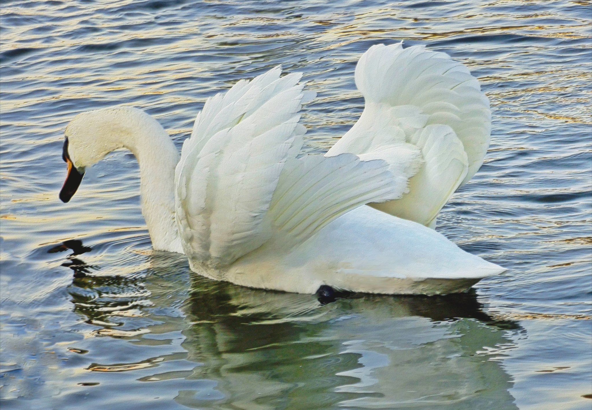 Der Schwan zeigt sein Gefieder