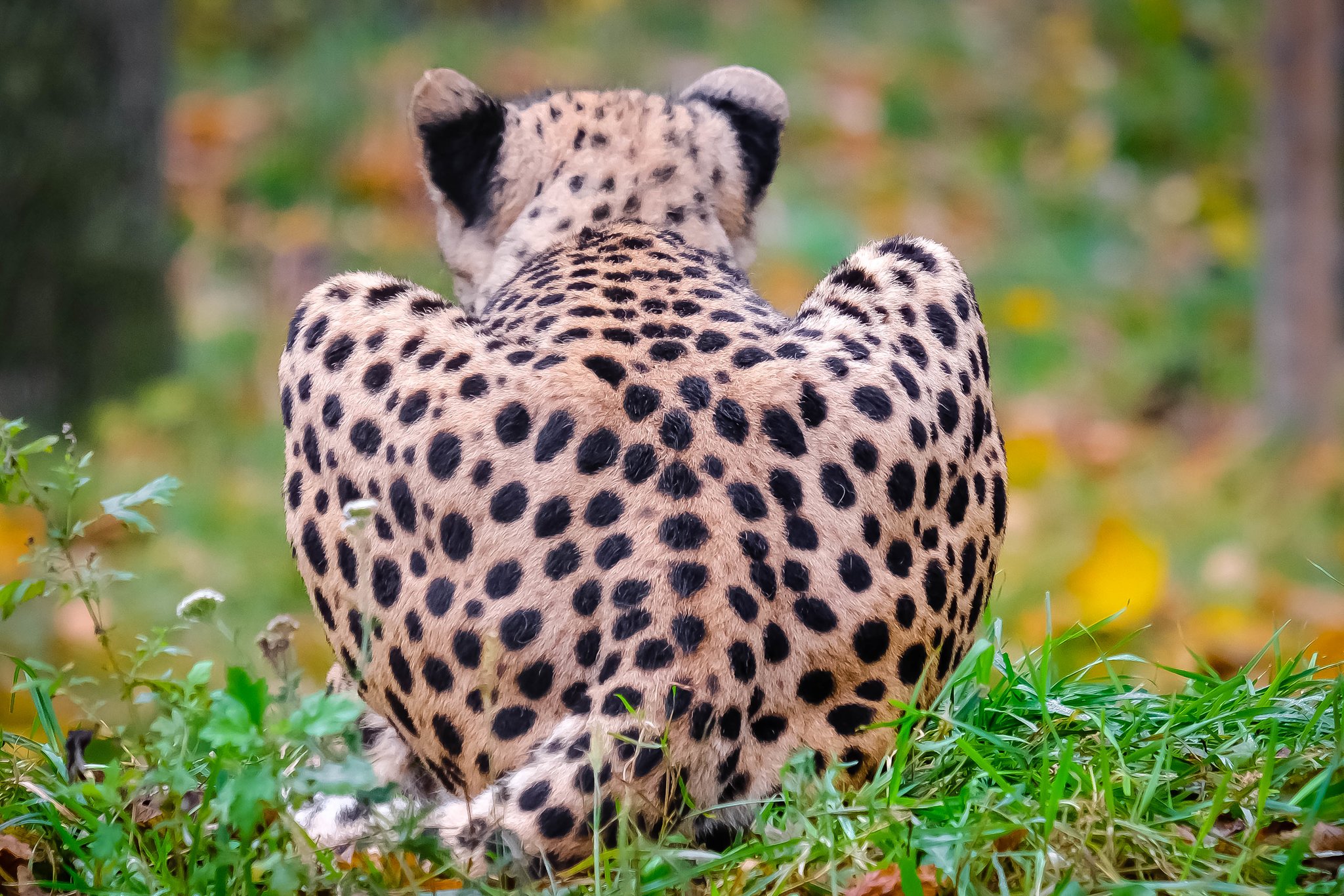 Ein schöner Rücken kann entzücken