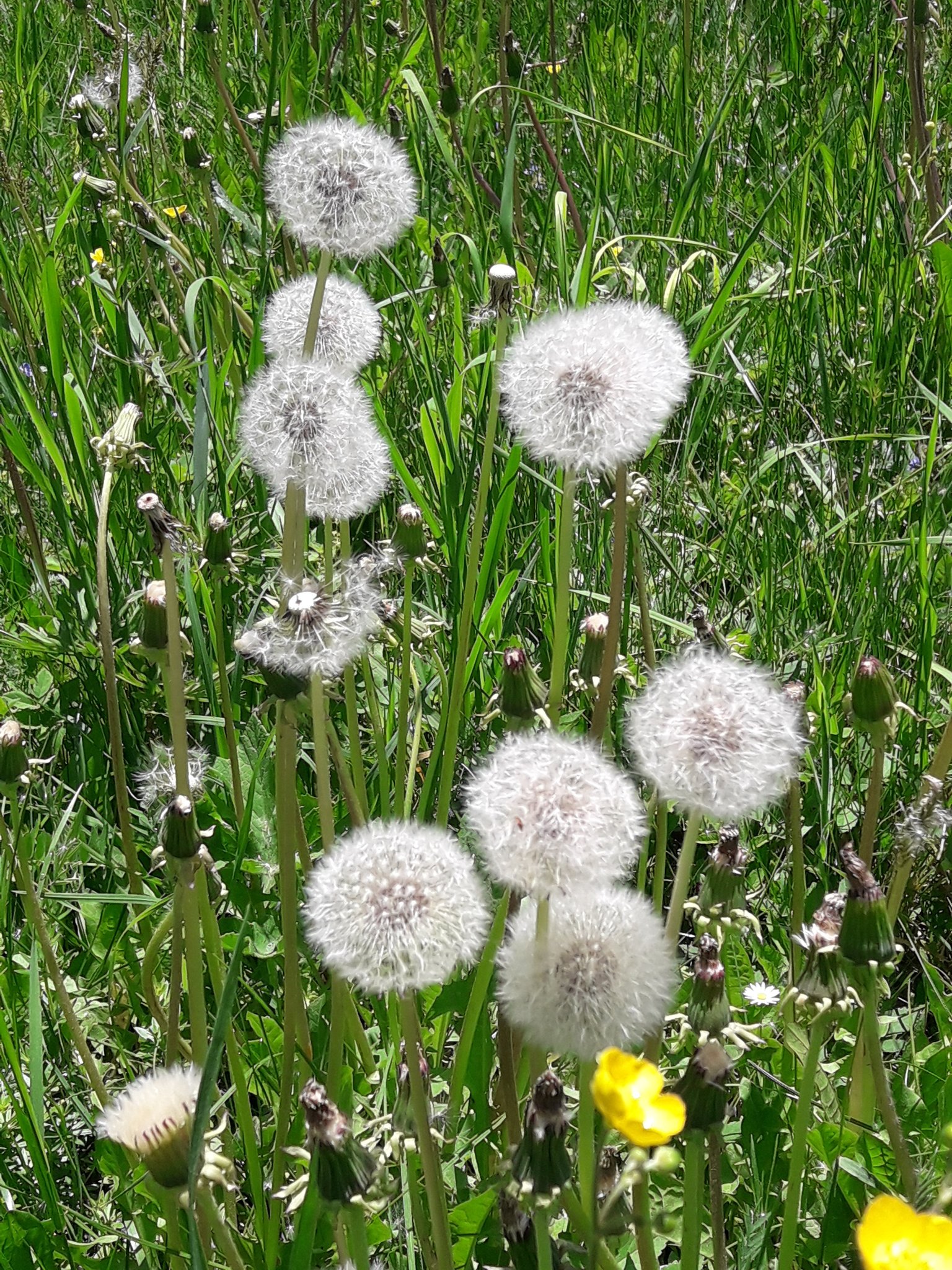 ,,Pusteblumen"