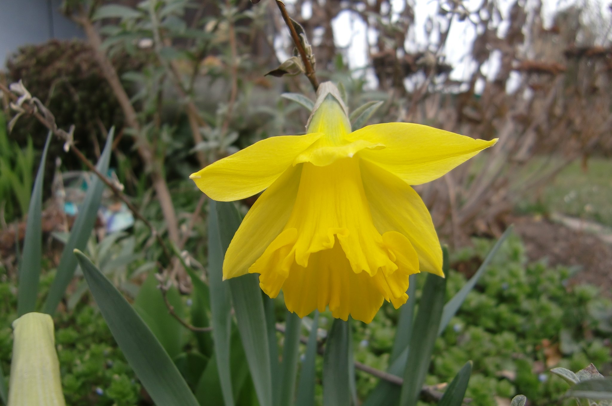 Narzisse bei Windstille, auch Osterglocke genannt