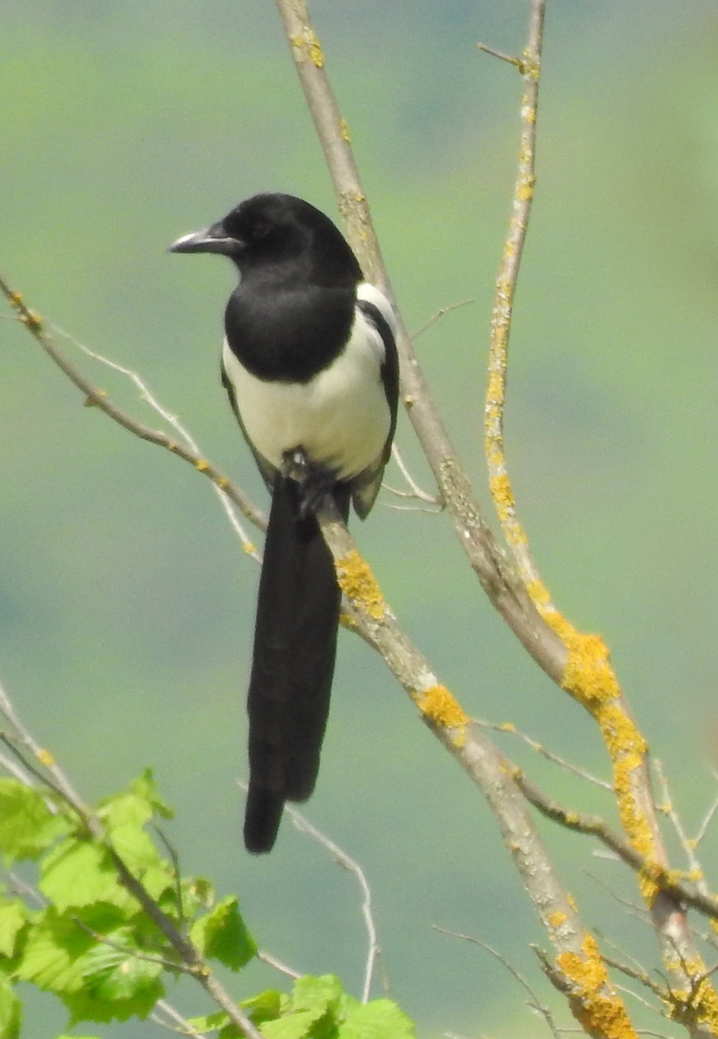 Die diebische Elster ...