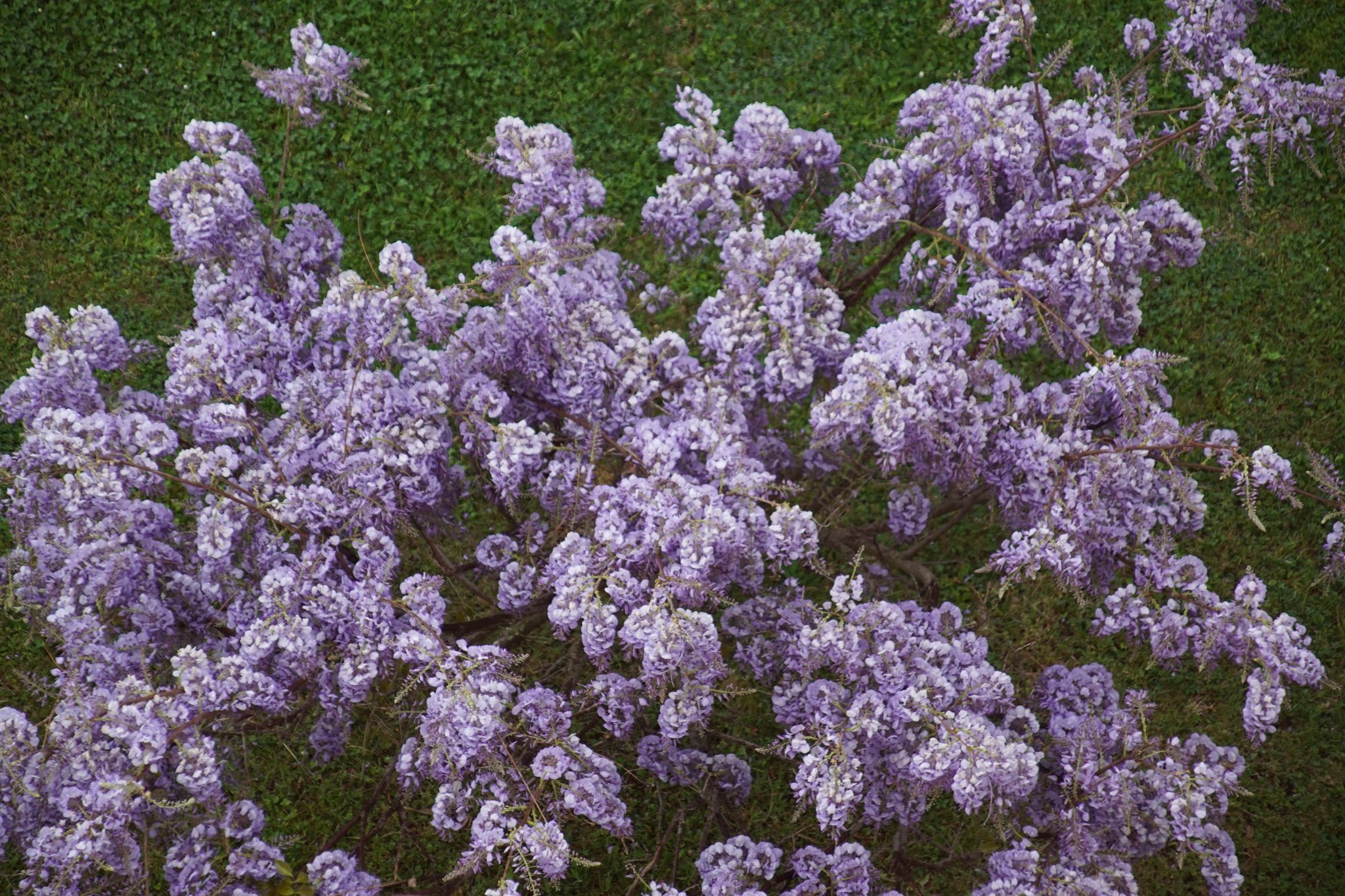 das ist ein schöner Strauch