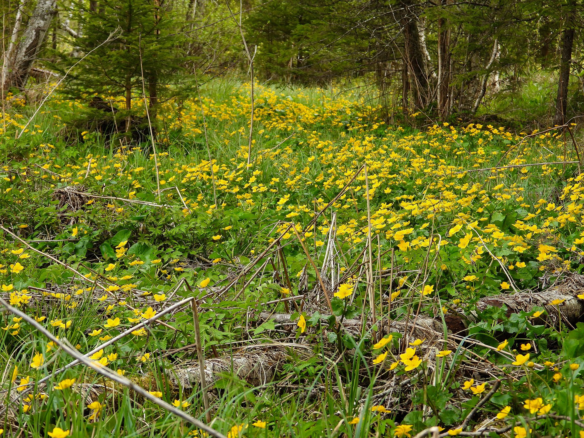 Der Sumpf hat sich herausgeputzt