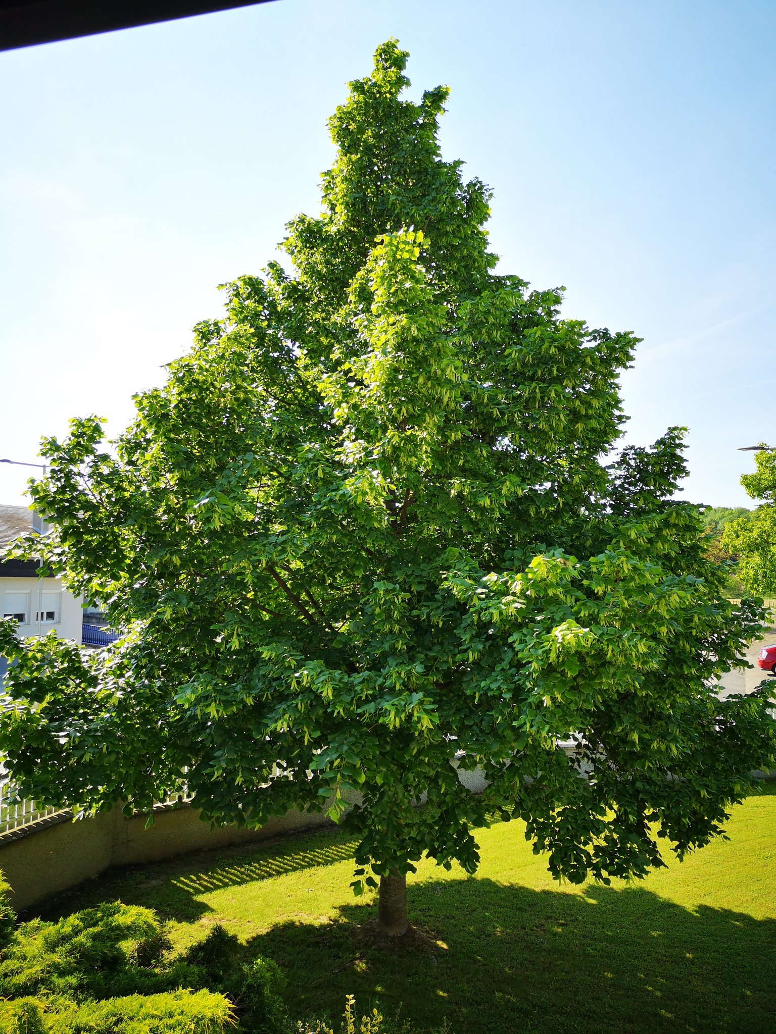 Lindenbaum - mein Lebensbaum im Frühling