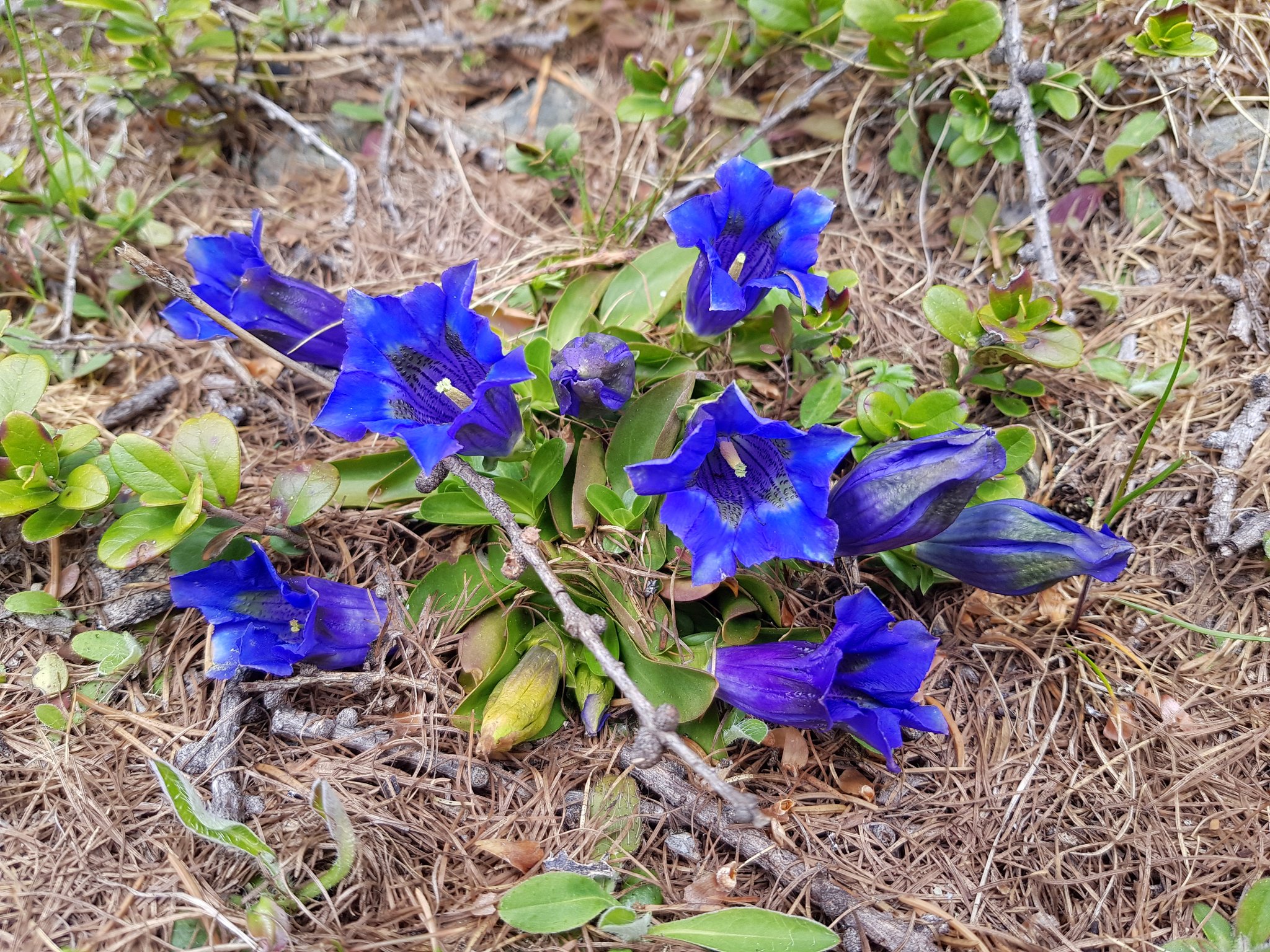 Der Enzian blüht auch schon auf über 2000m