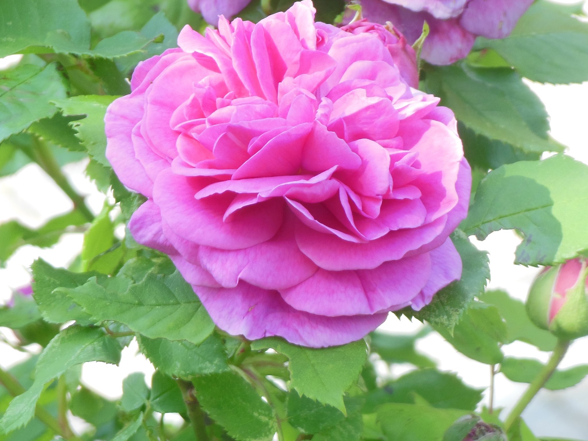 Rose in unserem Garten