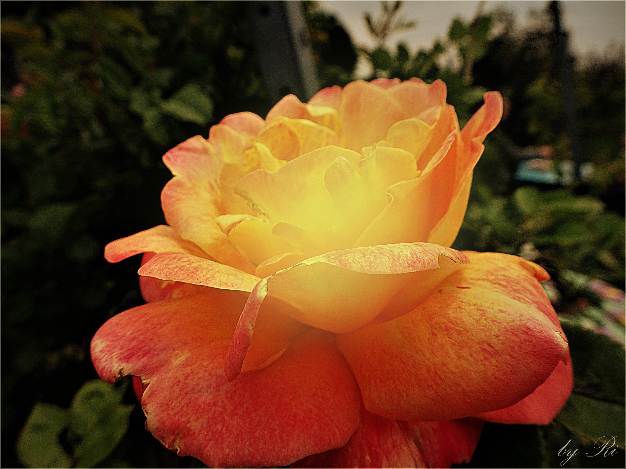 Moments and Thoughts - Die Rosen sind nunmehr erwacht.... ️