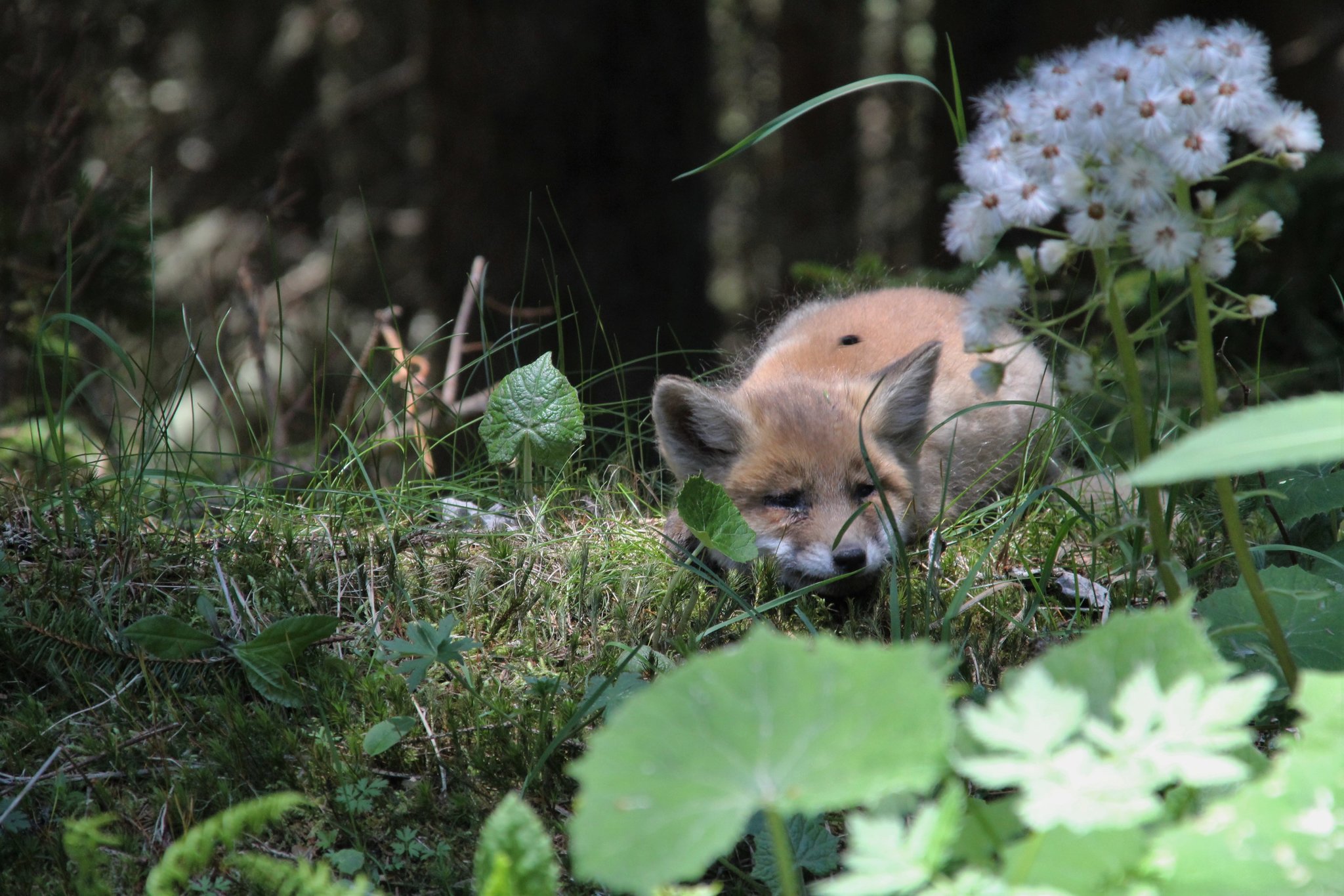 Ein kleiner Fuchs beim "Sonnen-Baden"