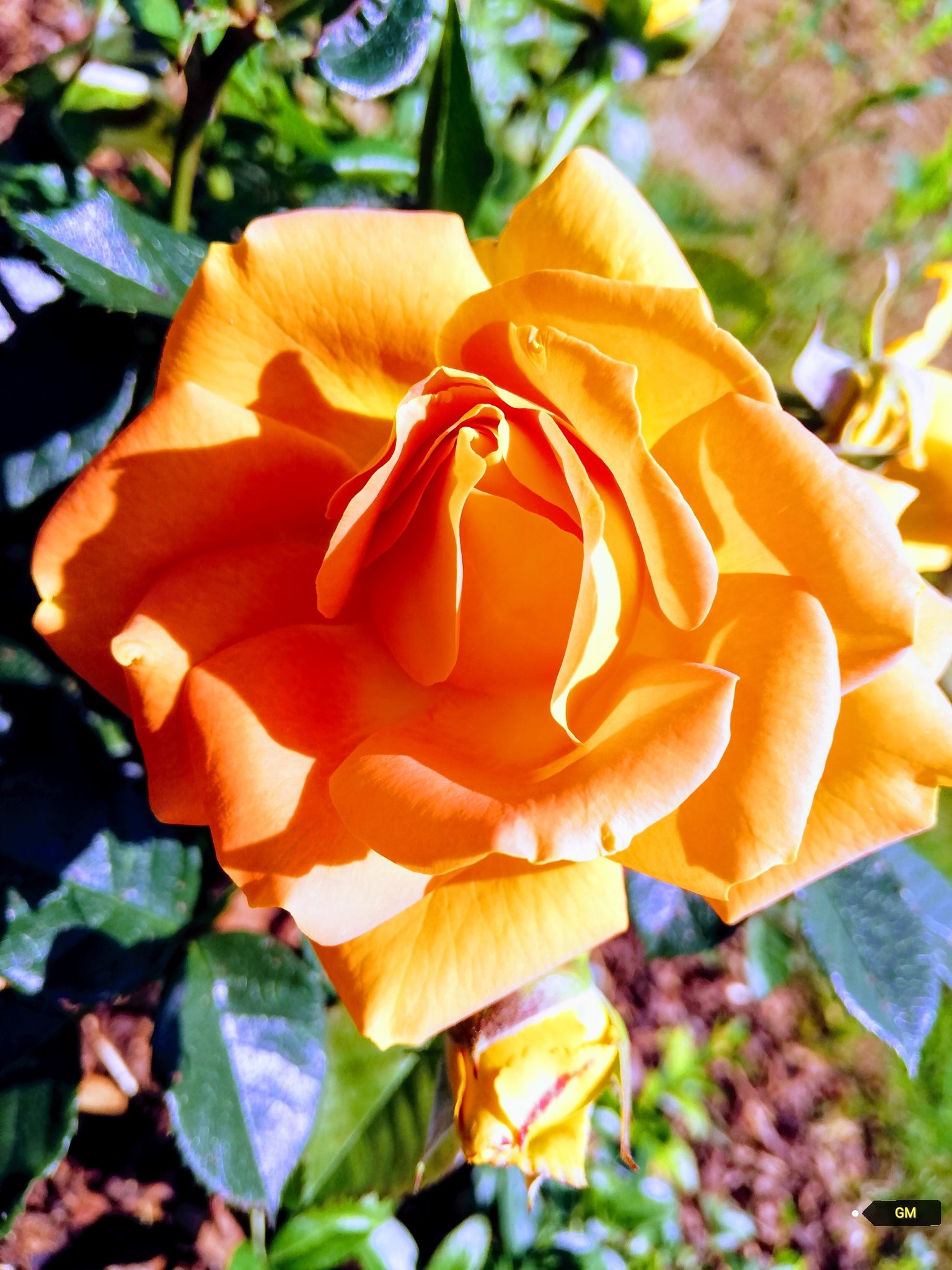 Herrlich der Duft der Rose "Goldelse"