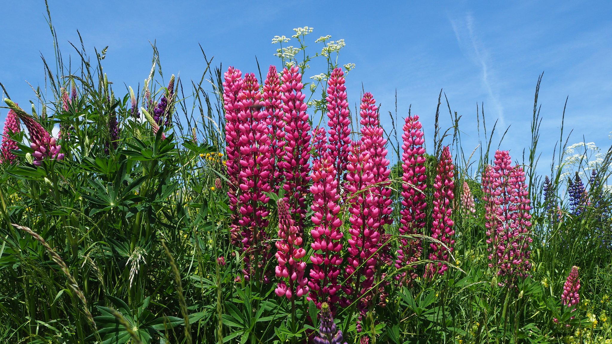 Lupinen - prächtiges Farbenspiel an den Straßenböschungen