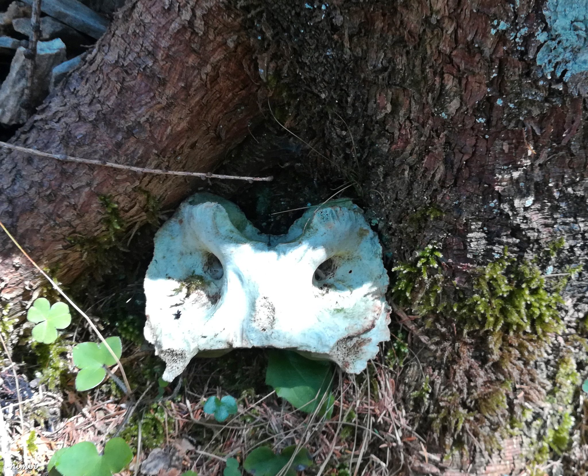 Skelett von einem Eulenkopf