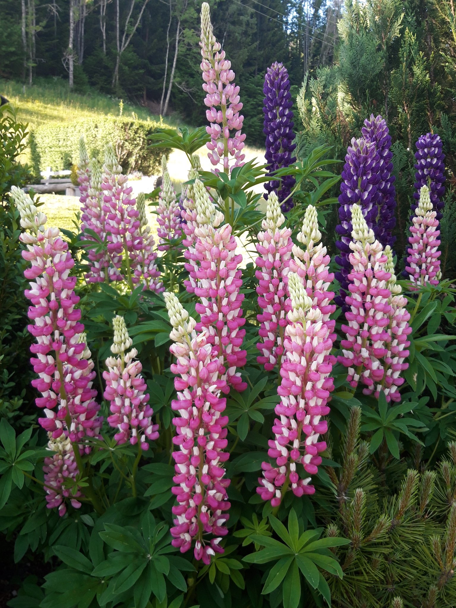 Die Lupinen sind jetzt in voller Blüte