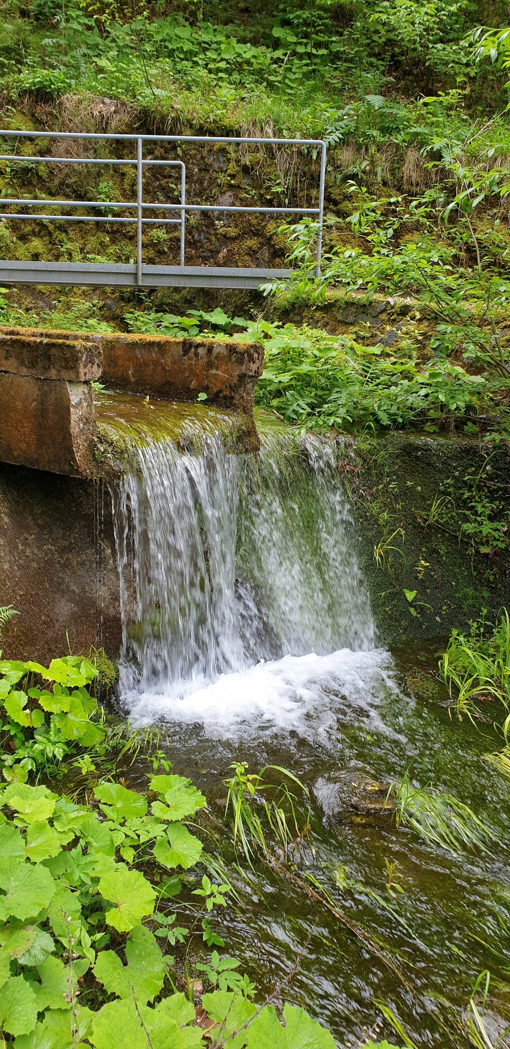 Versteckte Wasserquelle in Globasnitz.