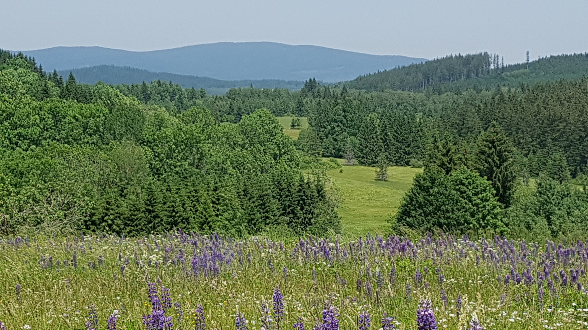Sonnenwald im Böhmerwald