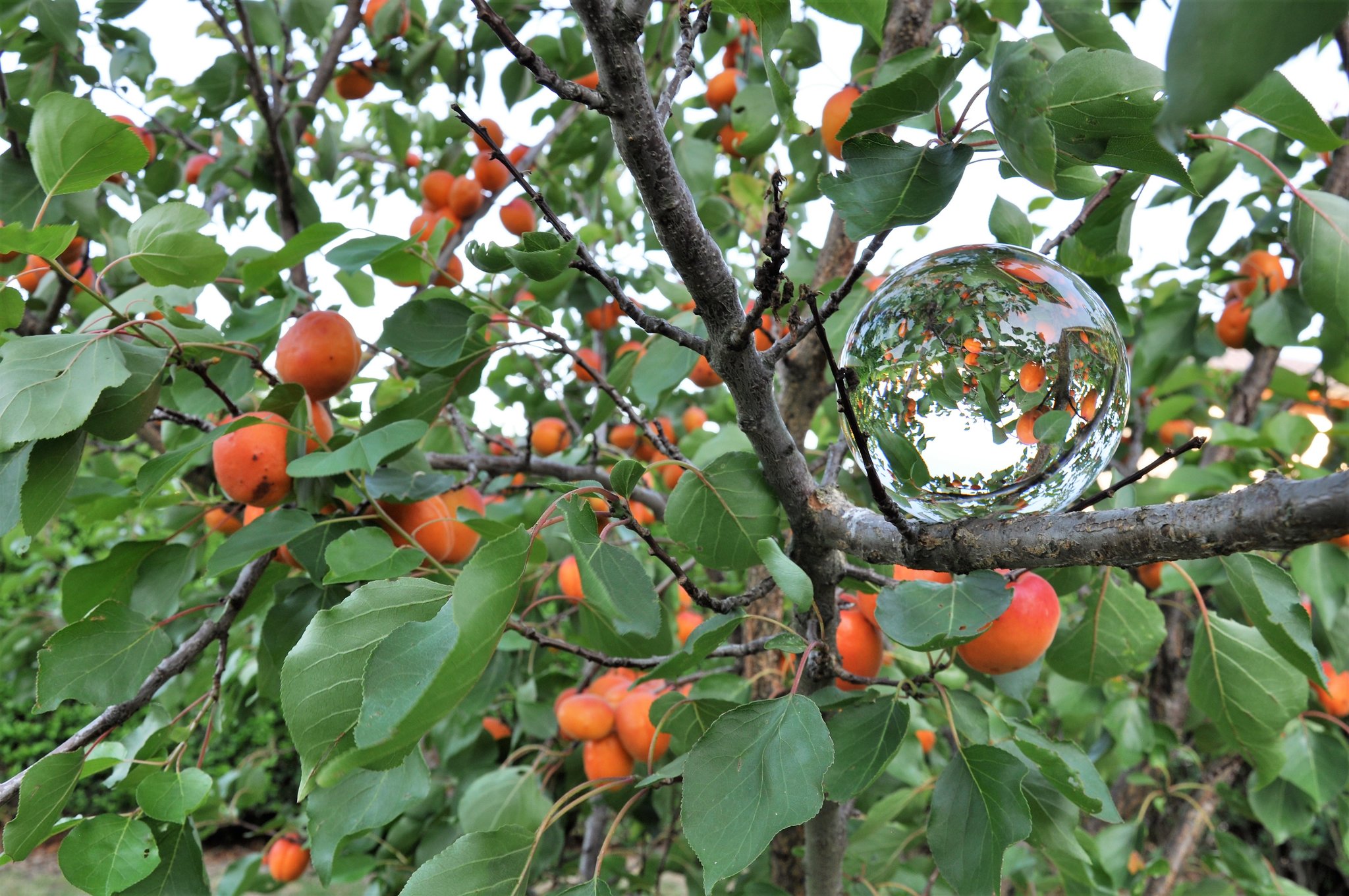 Die Glaskugel am Marillenbaum