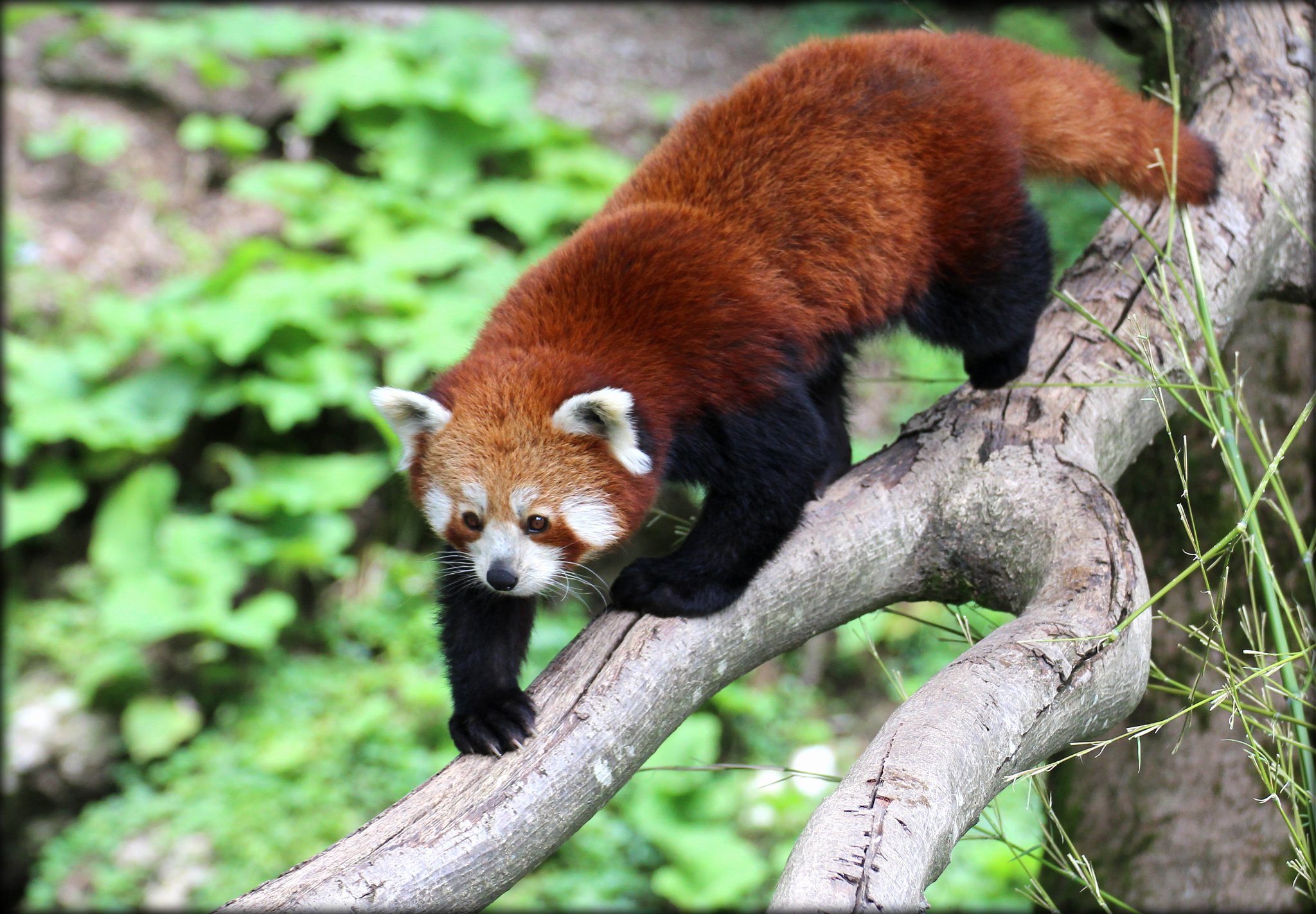roter Panda am Laufsteg
