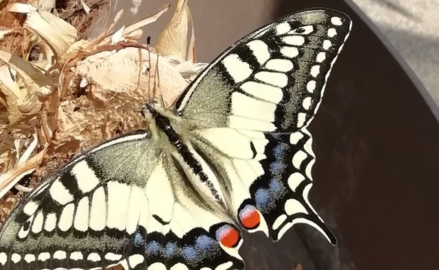 Schwalbenschwanz gerade geschlüpft