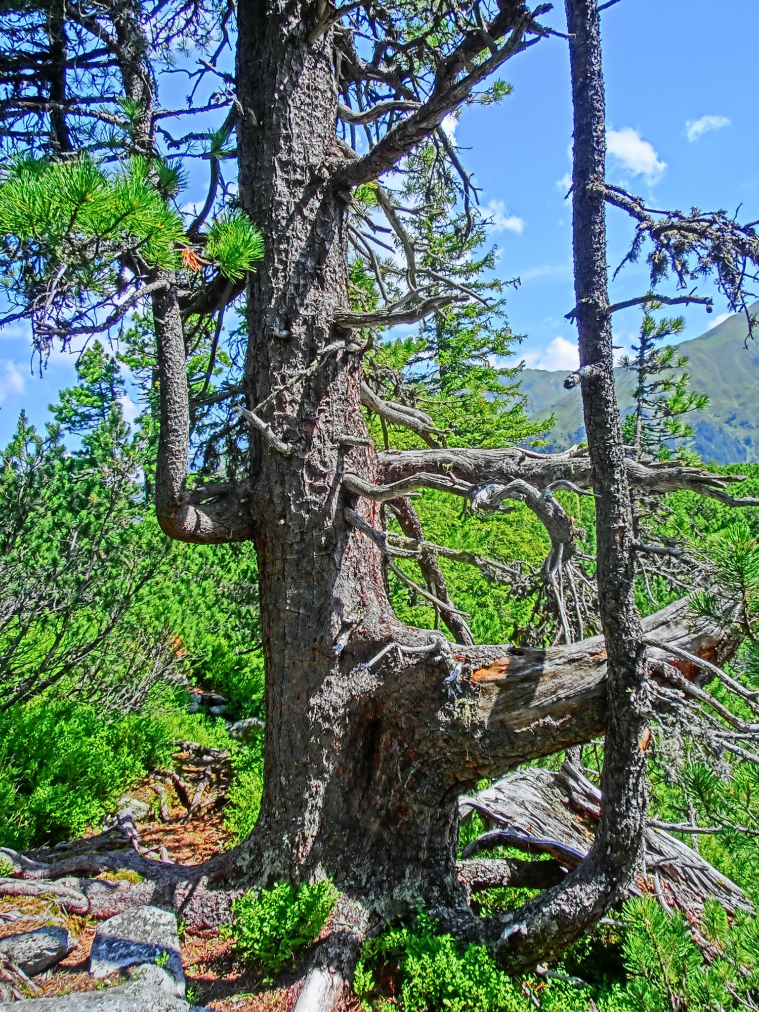 Zirbenbaum mit "Ecken und Kanten"