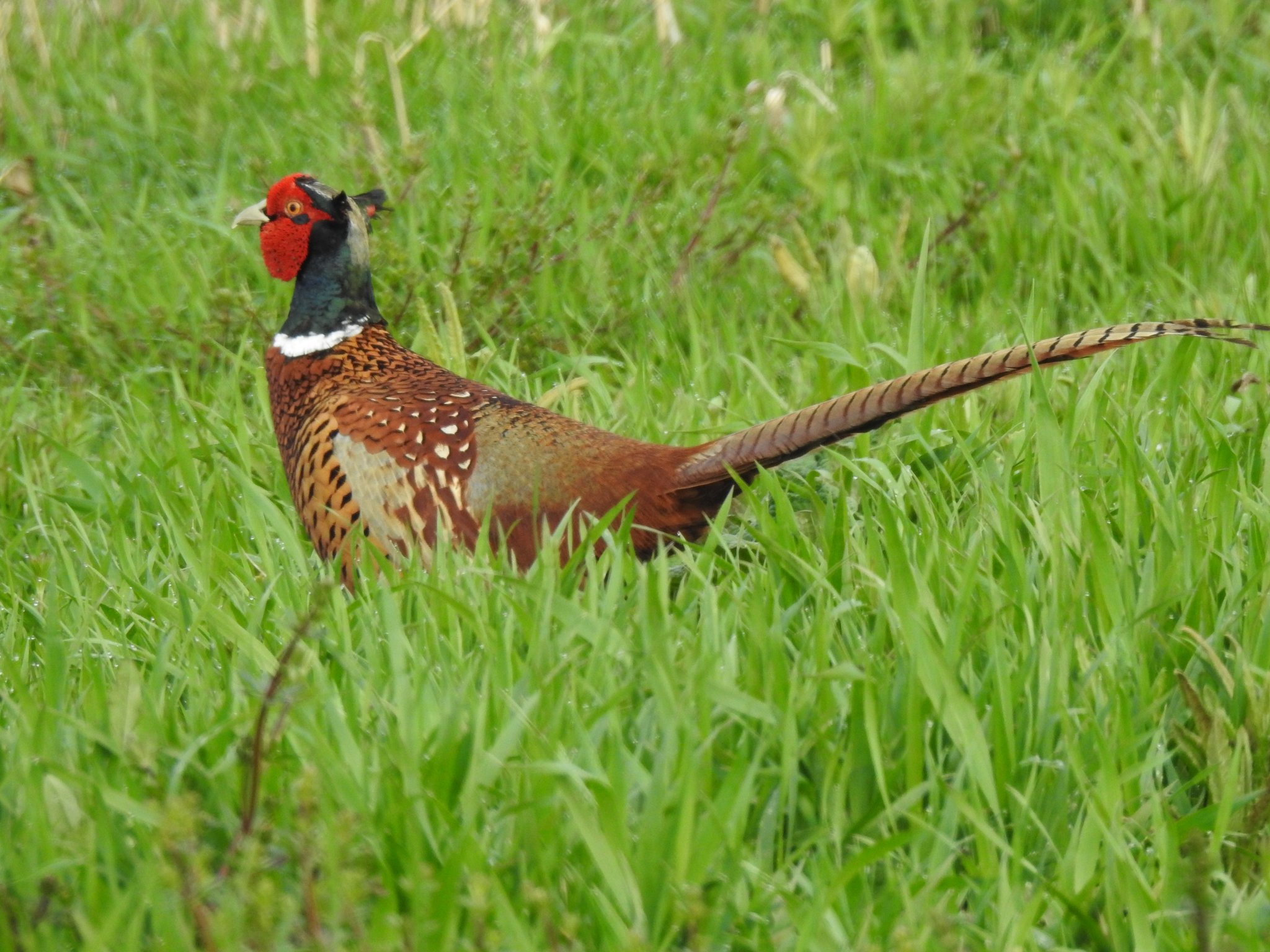 die Majestät der Fasan im Grünen