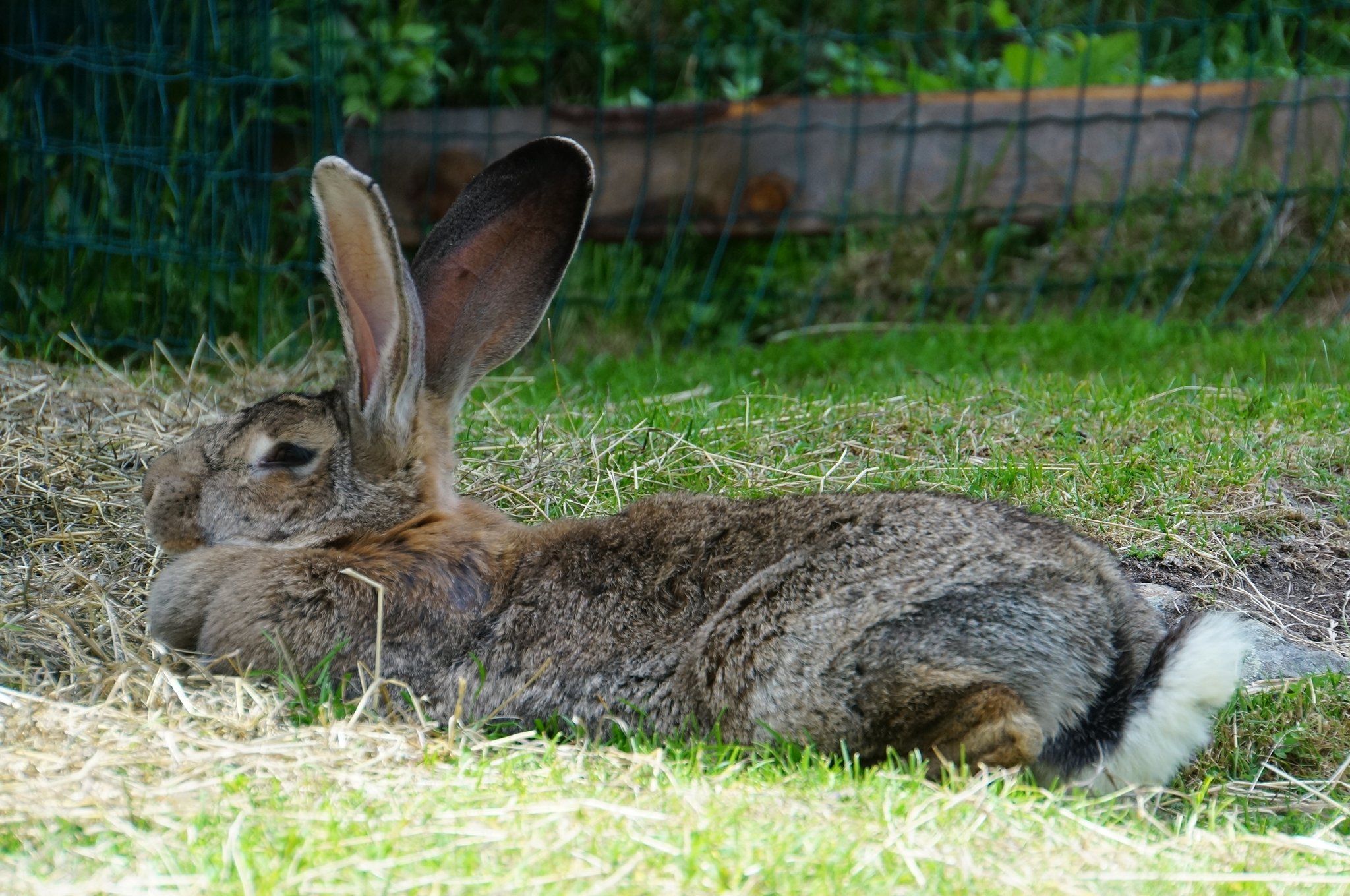 Riesenhase beim Relaxen.