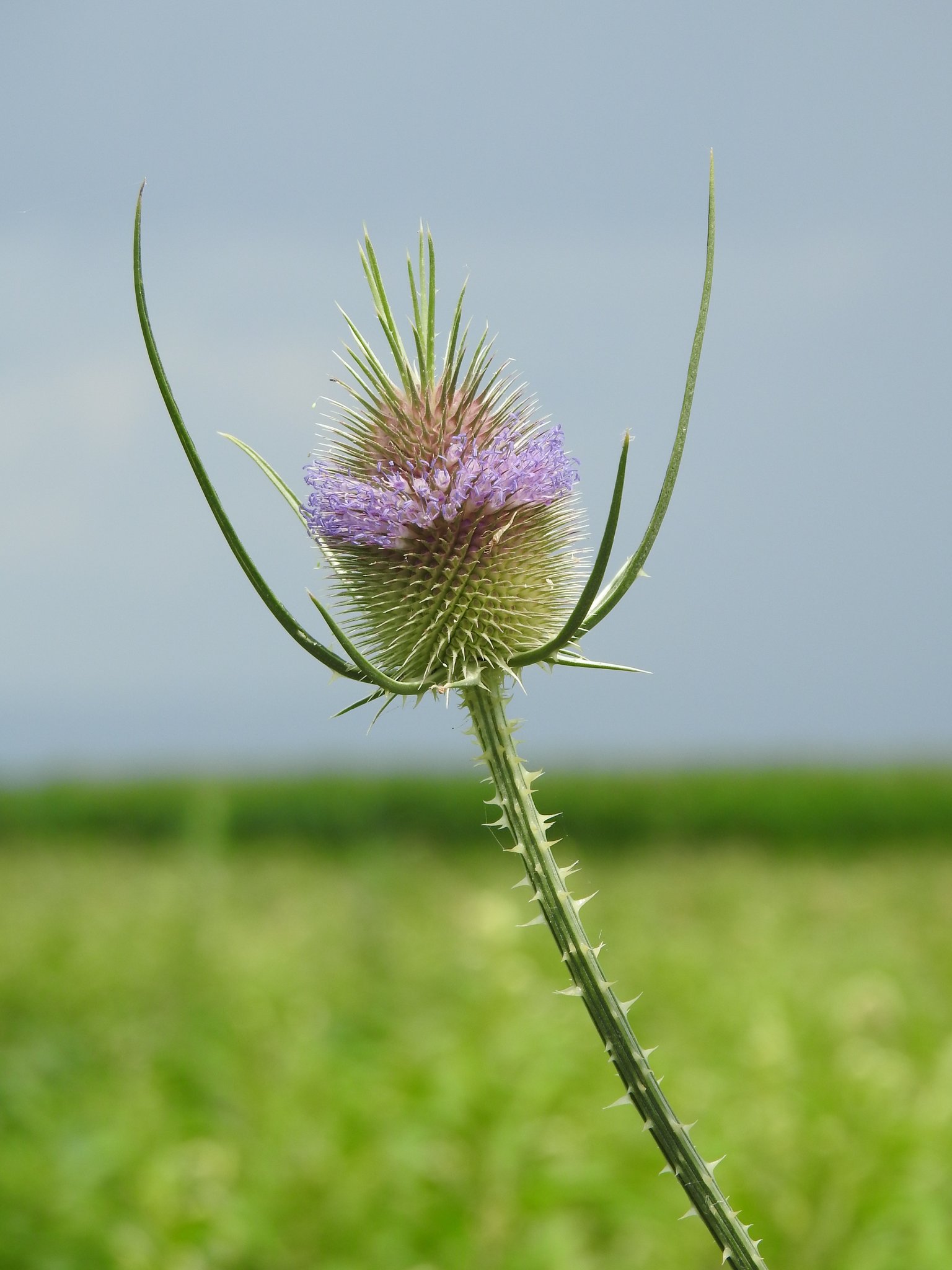Willkommen sagt die Distel...