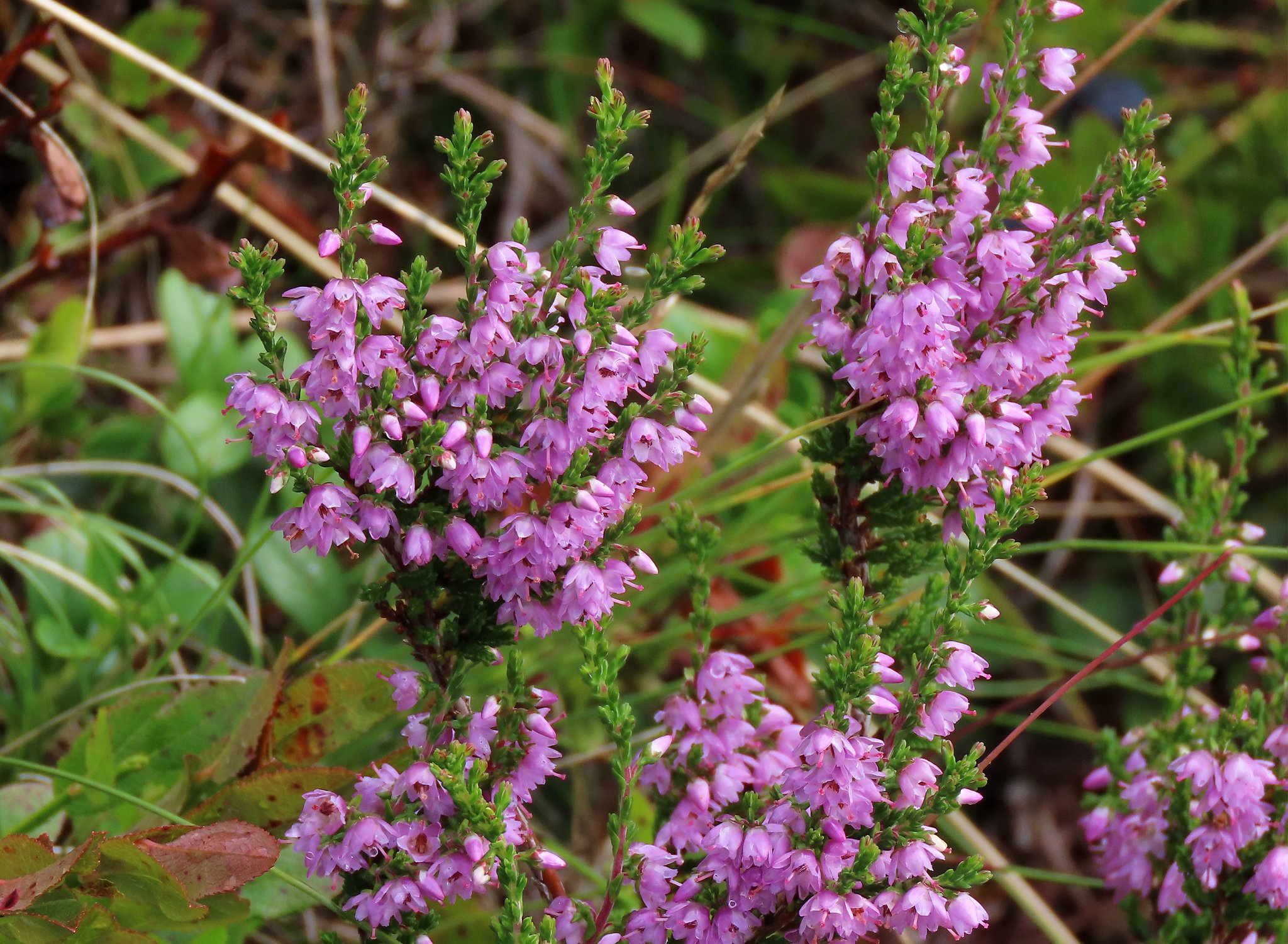 Heidekraut - ein Herbstanzeiger