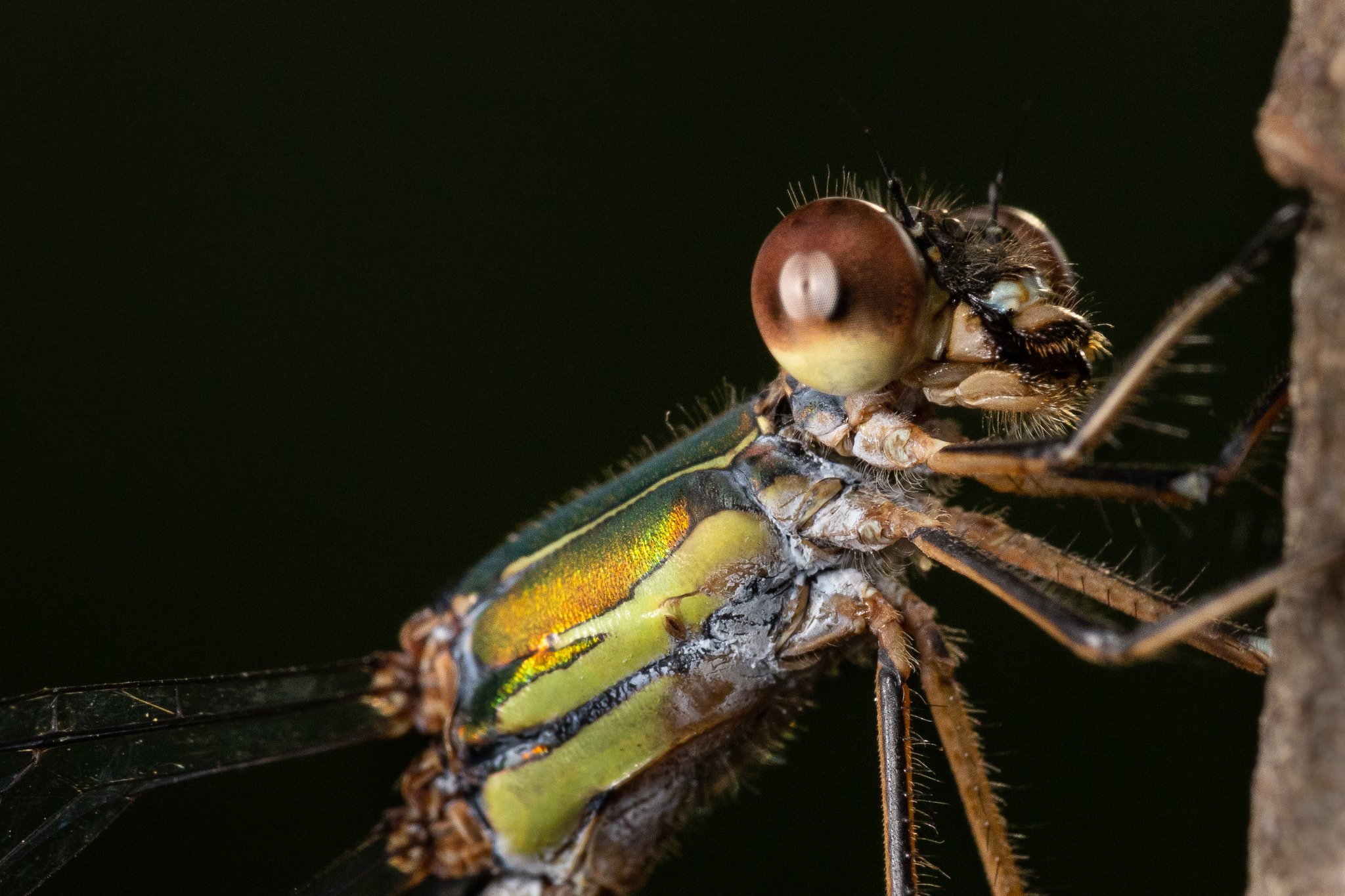 Makrofotografie/Libelle