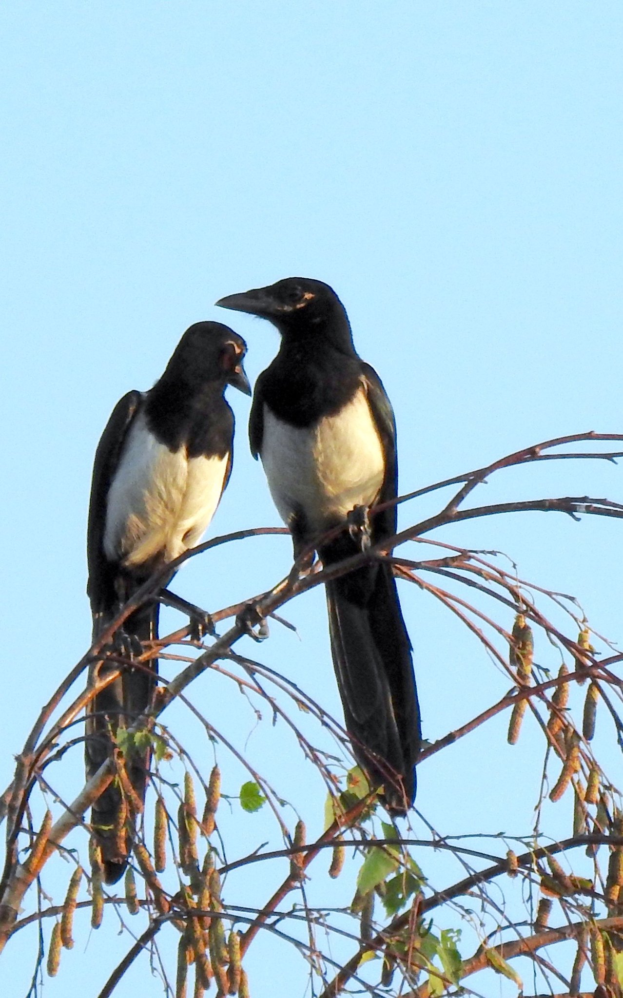 Drei junge Elstern ...