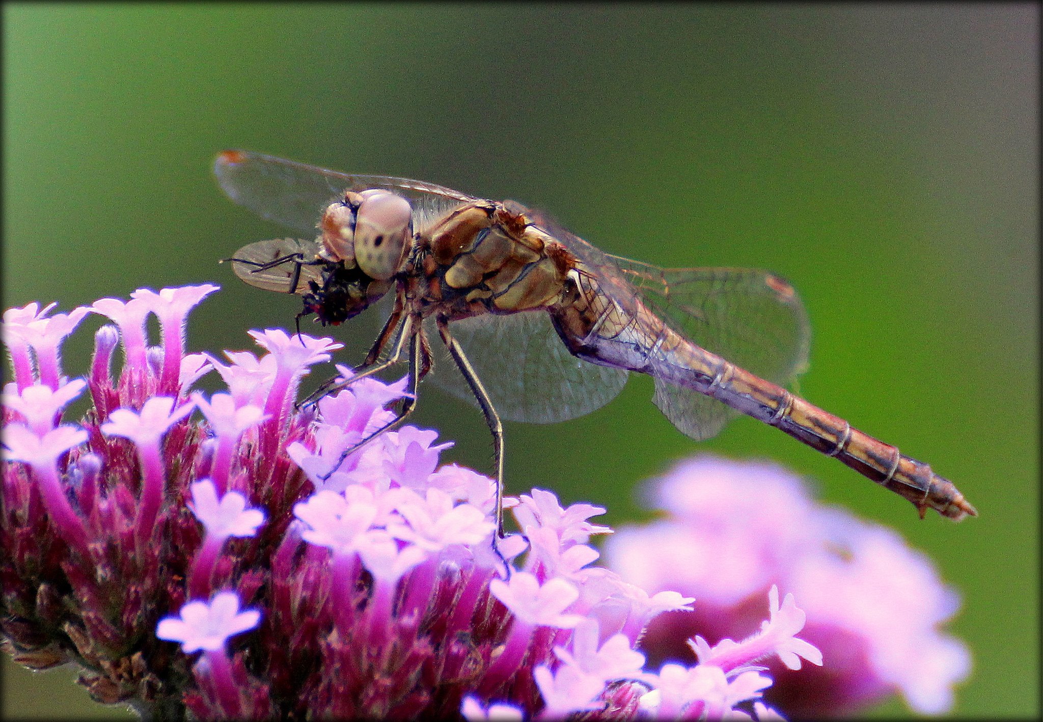 kleine Libelle mit großem Hunger
