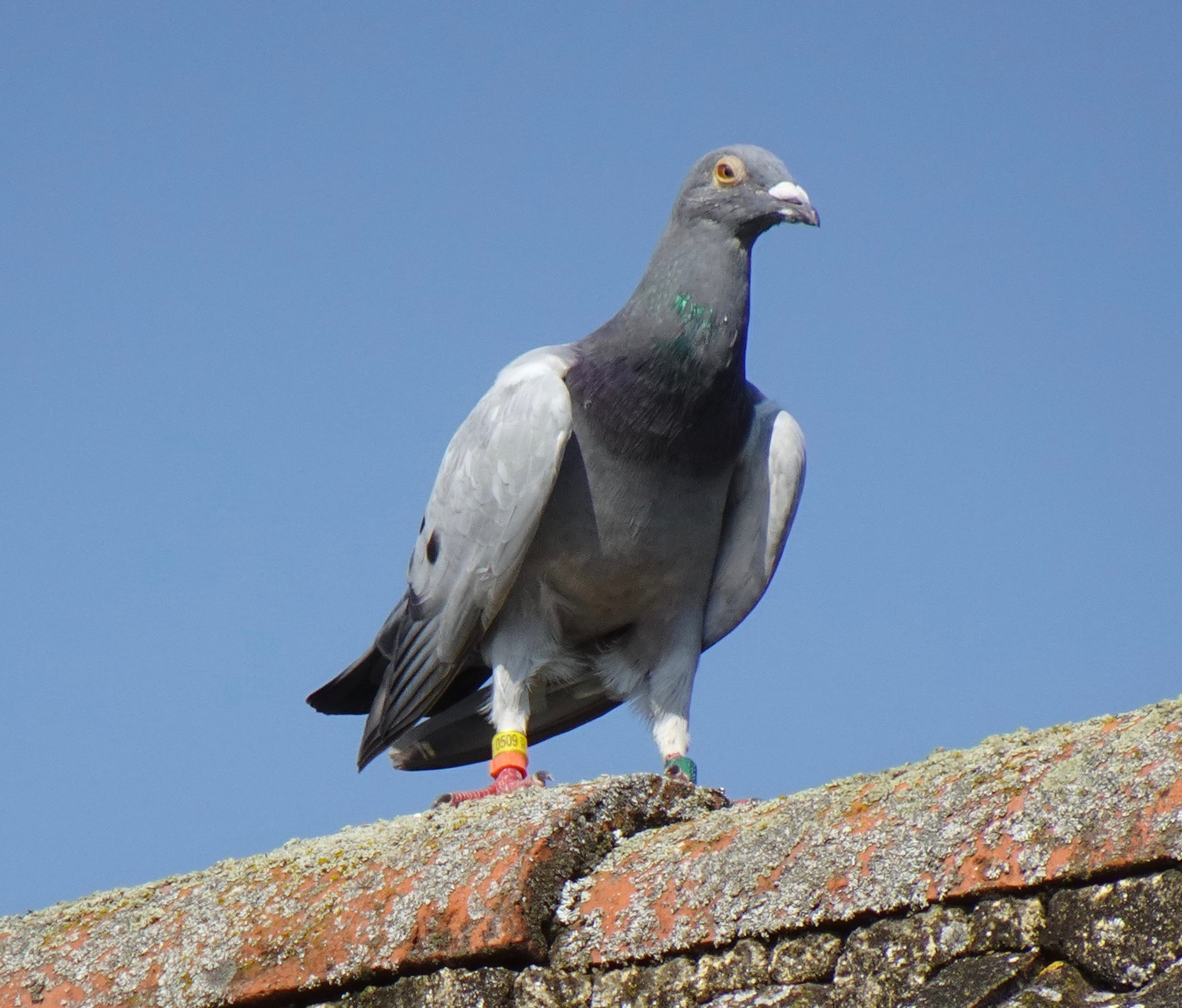 Brieftaube macht auf unserem Dach eine kleine Pause!
