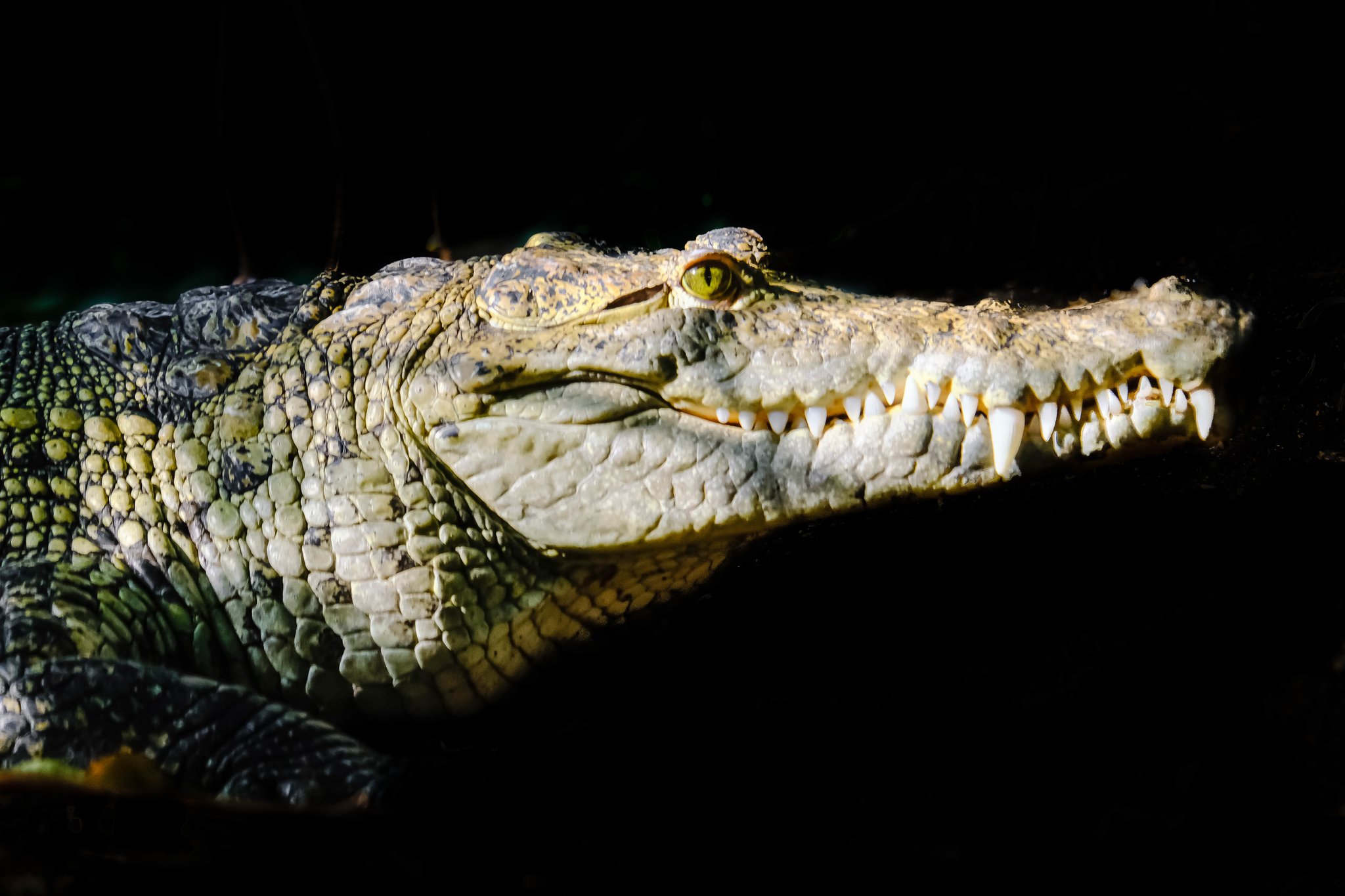Crocodile Dundee