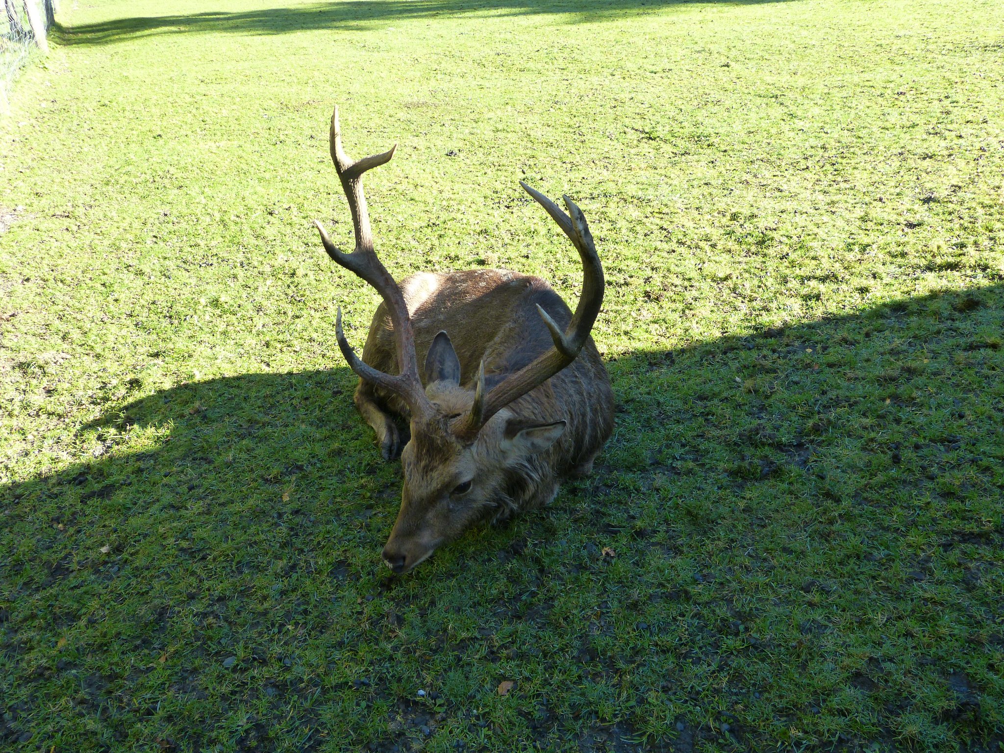 Ein prächtiger Hirsch....