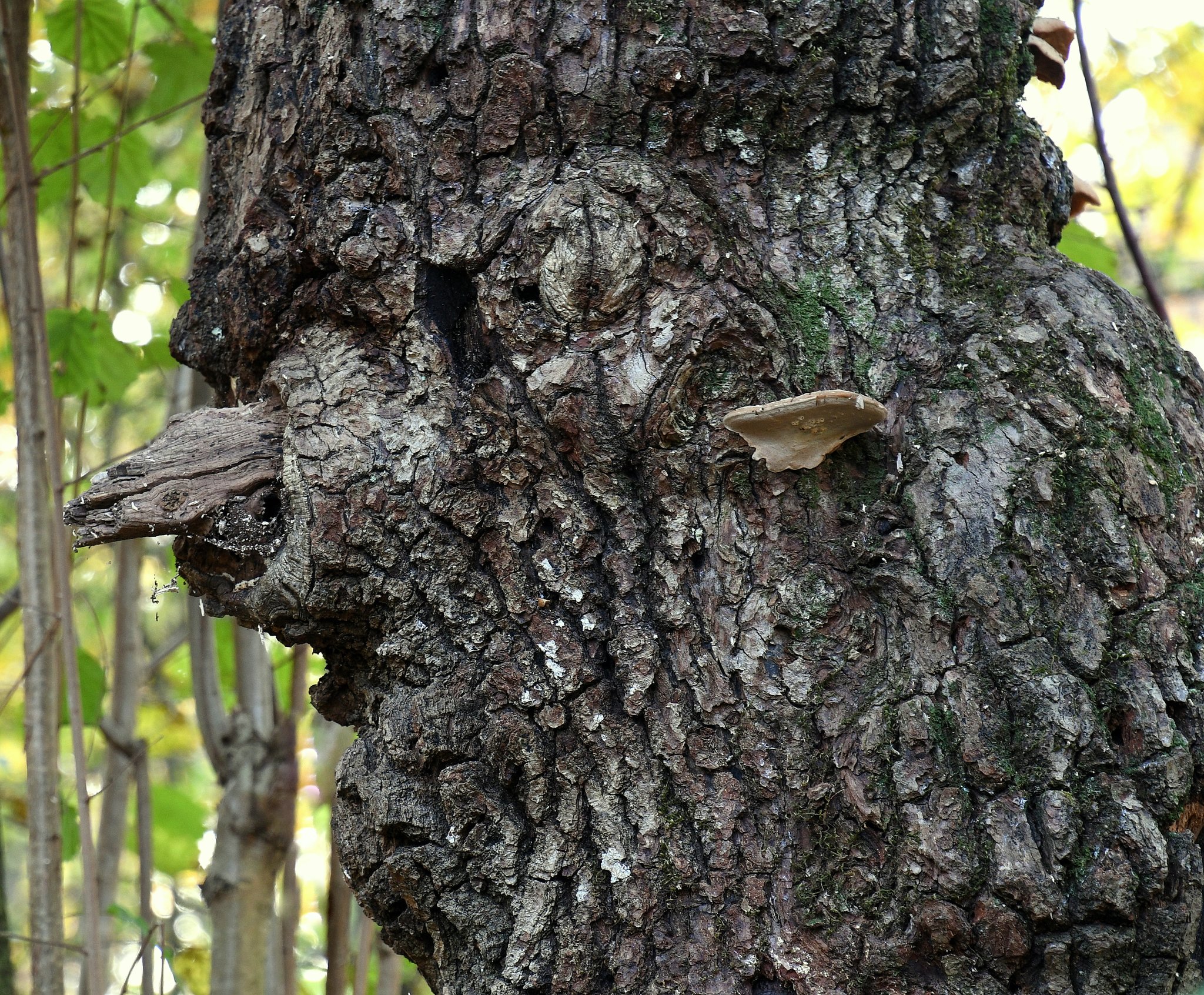 Der sprechende Baum.......