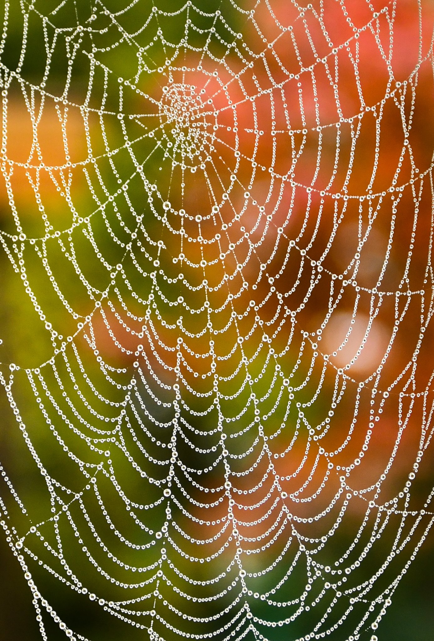 So schön kann das Spinnennetz im Herbst sein...