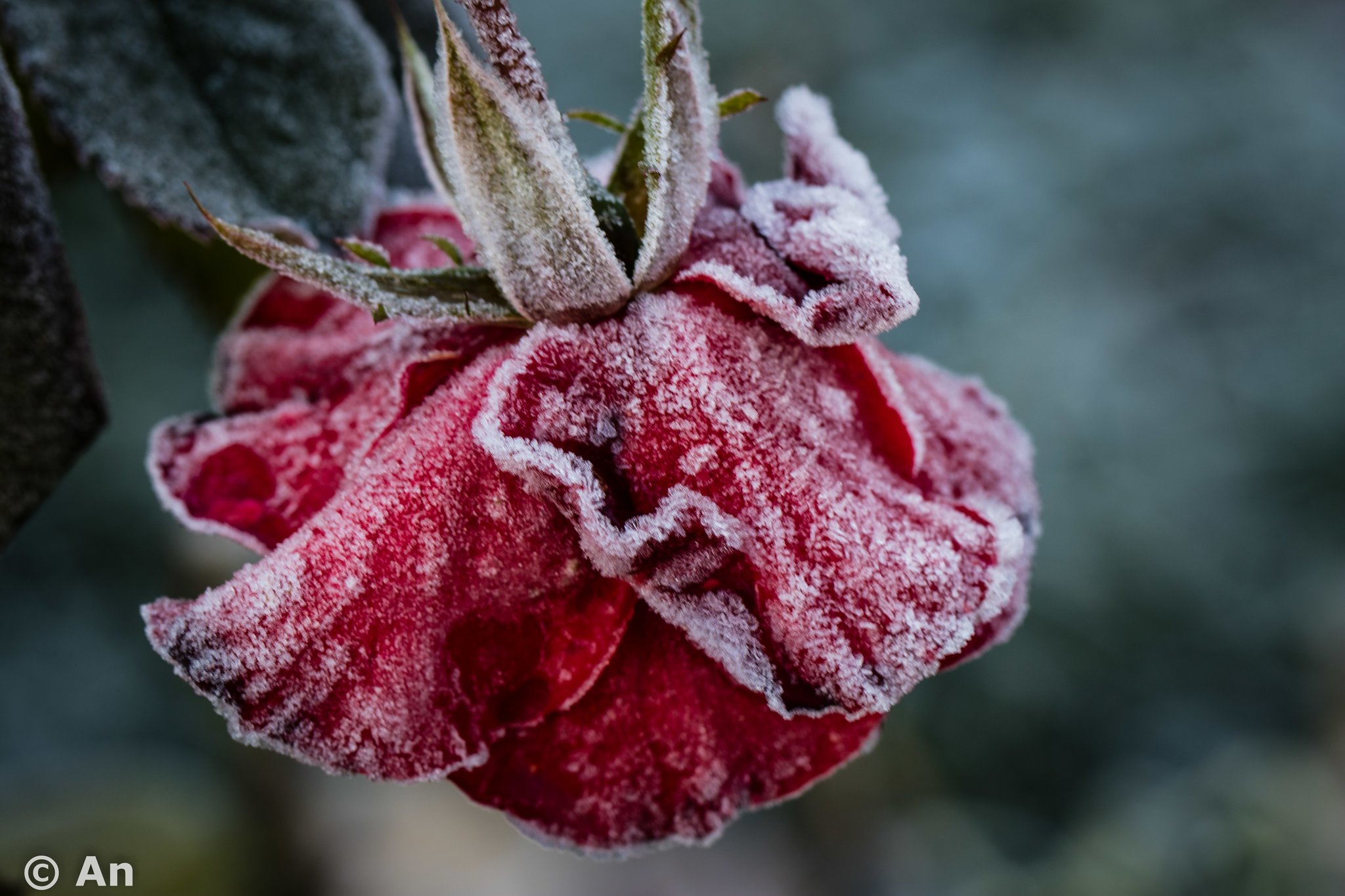 Frosted Roses