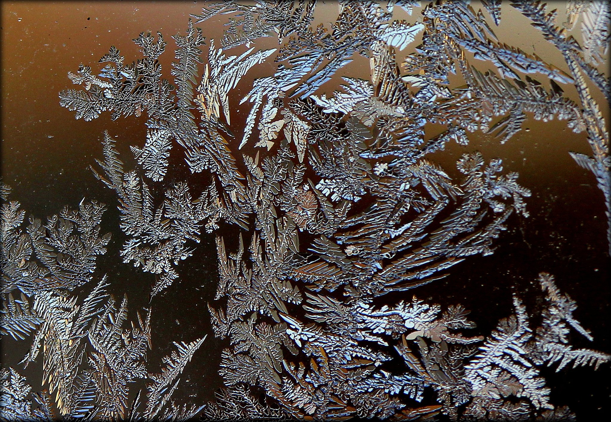 die Eisblumen blühen
