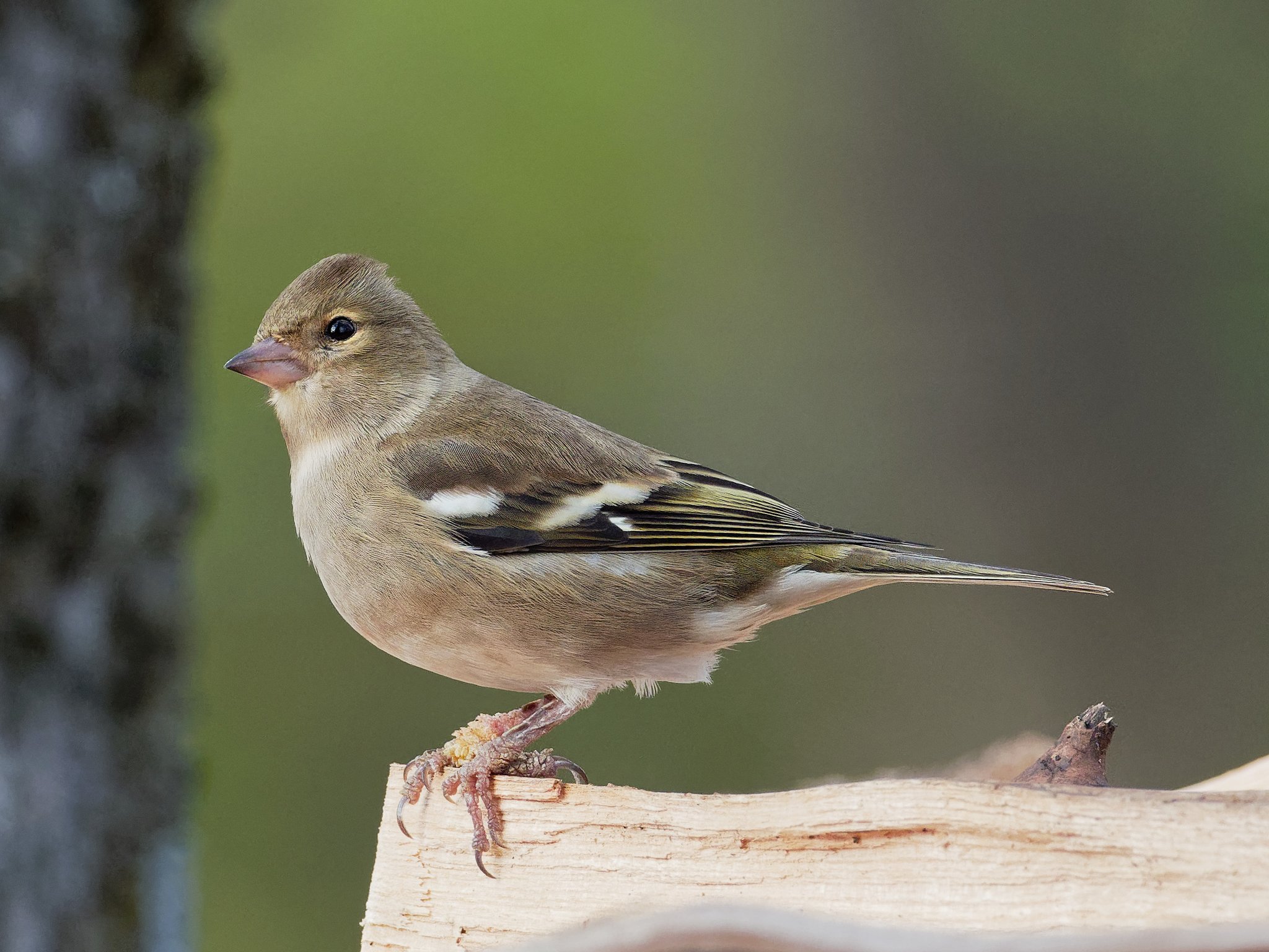 Buchfink Weibchen